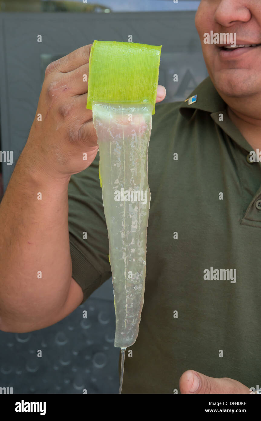 aloe vera plant aruba Stock Photo - Alamy