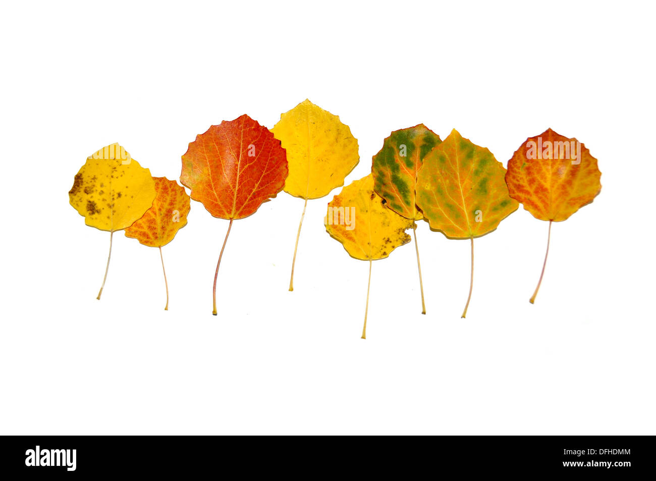 Autumn aspen leaves on white background Stock Photo - Alamy