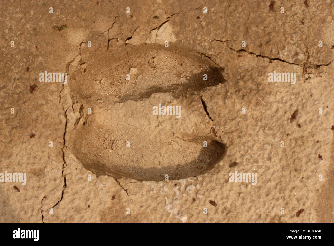 Track wildlife hi-res stock photography and images - Alamy