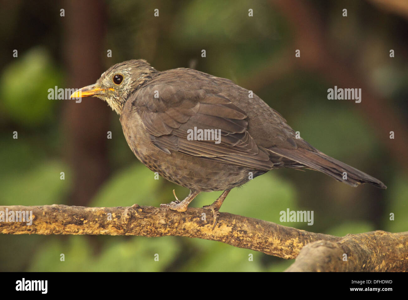 A female European Blackbird hunched up on a perch Stock Photo - Alamy
