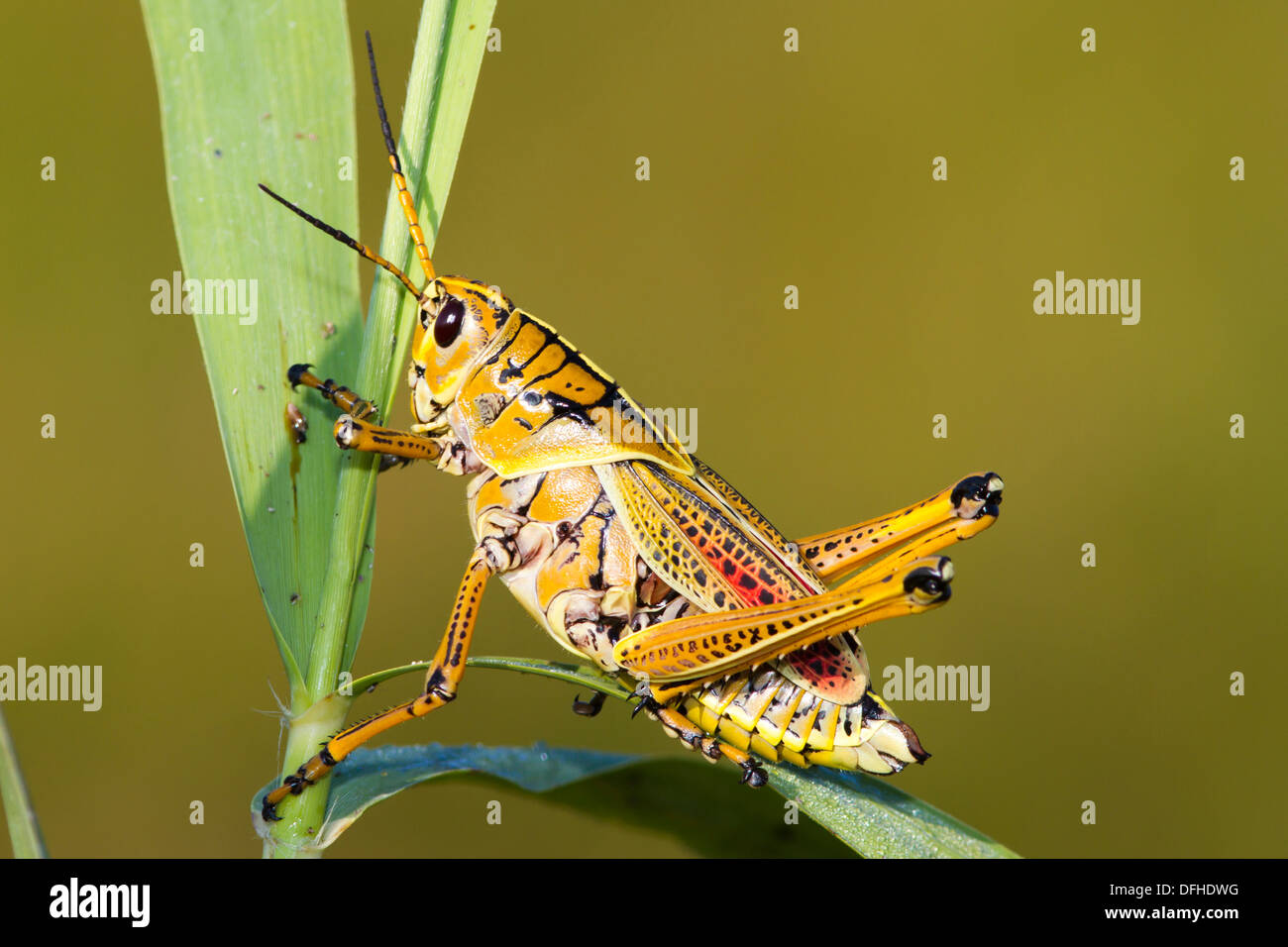 Florida grasshopper hi-res stock photography and images - Alamy