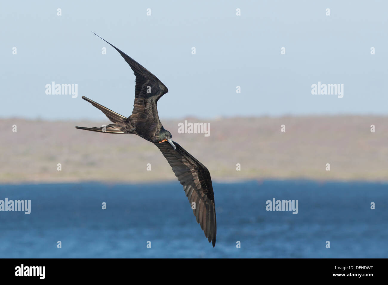 Magnificent Frigatebird (Fregata magnificens) male in flight - North ...