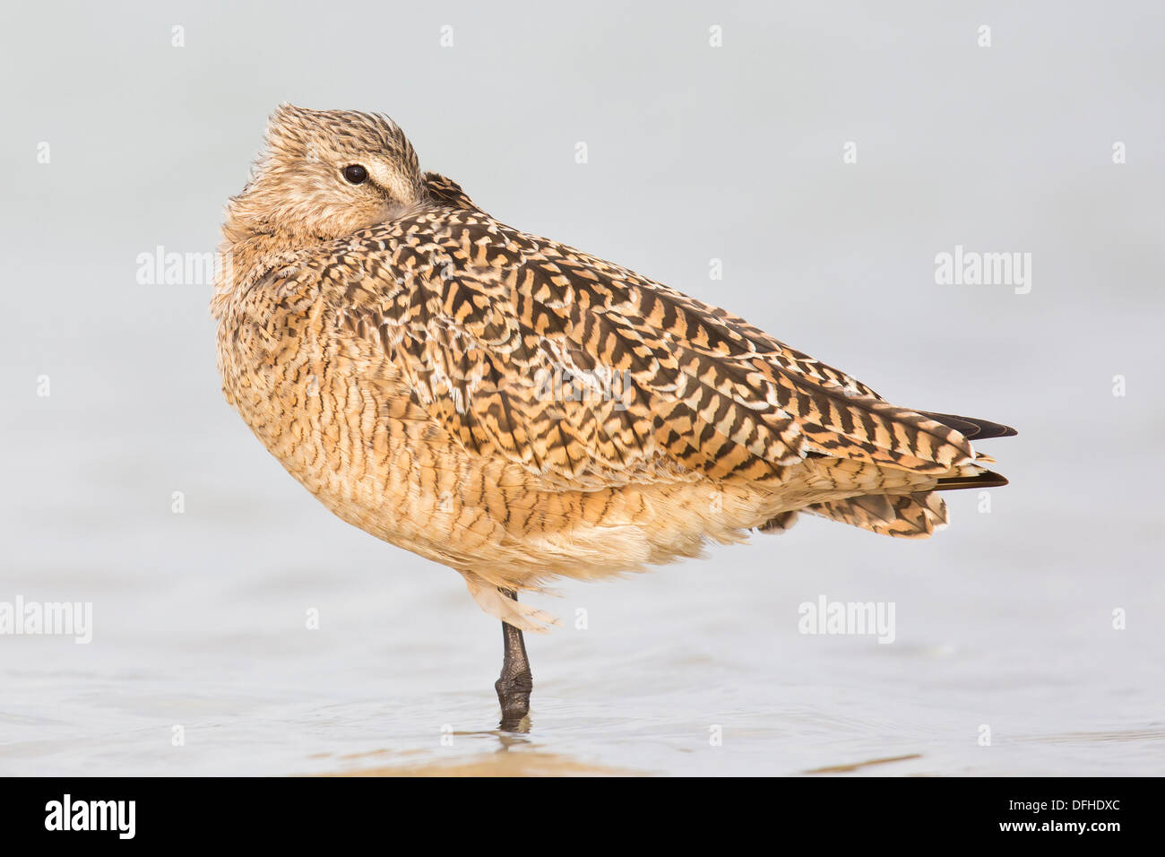 Marbled godwit limosa fedoa hi-res stock photography and images - Alamy