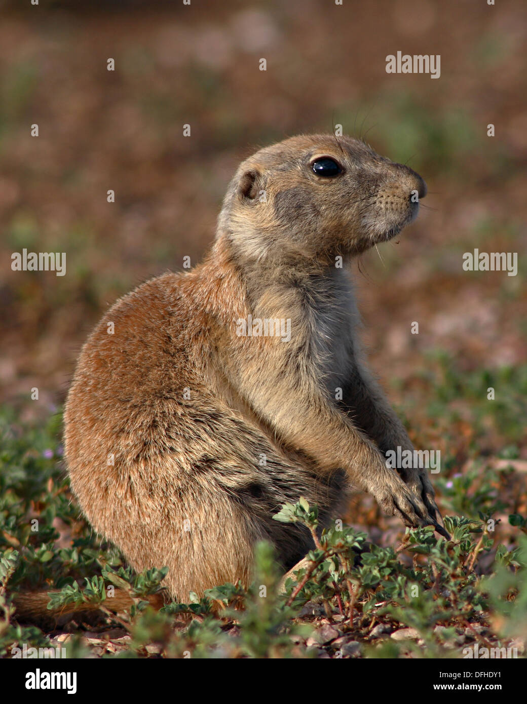 Digging claws hi-res stock photography and images - Alamy