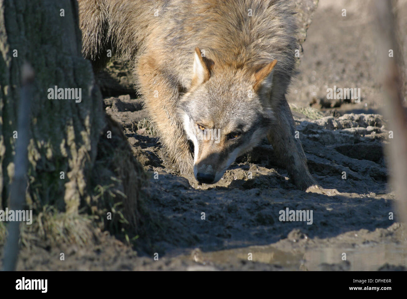 Gray wolf bite hi-res stock photography and images - Alamy