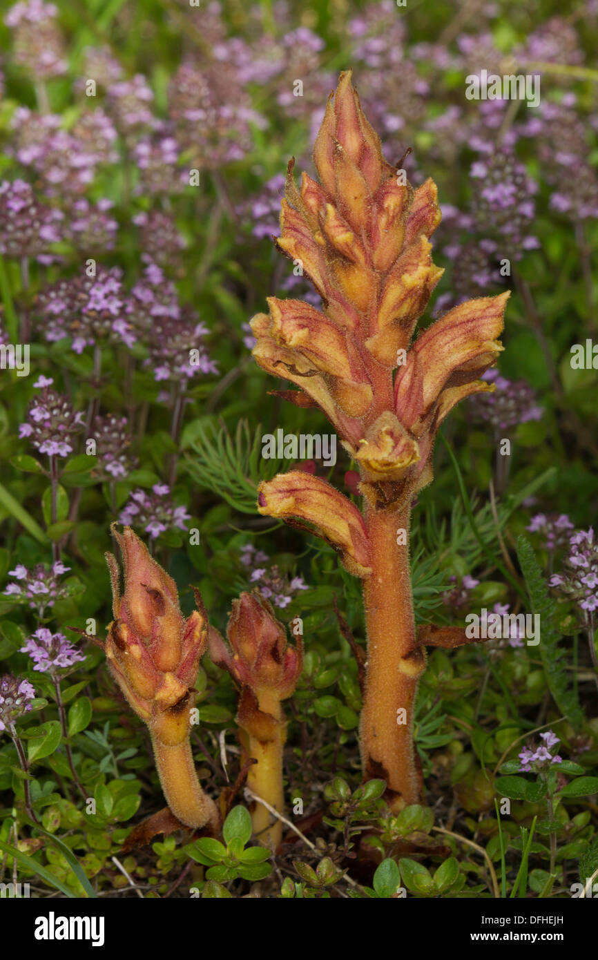 Parasitic plant broomrape wildflower hi-res stock photography and ...