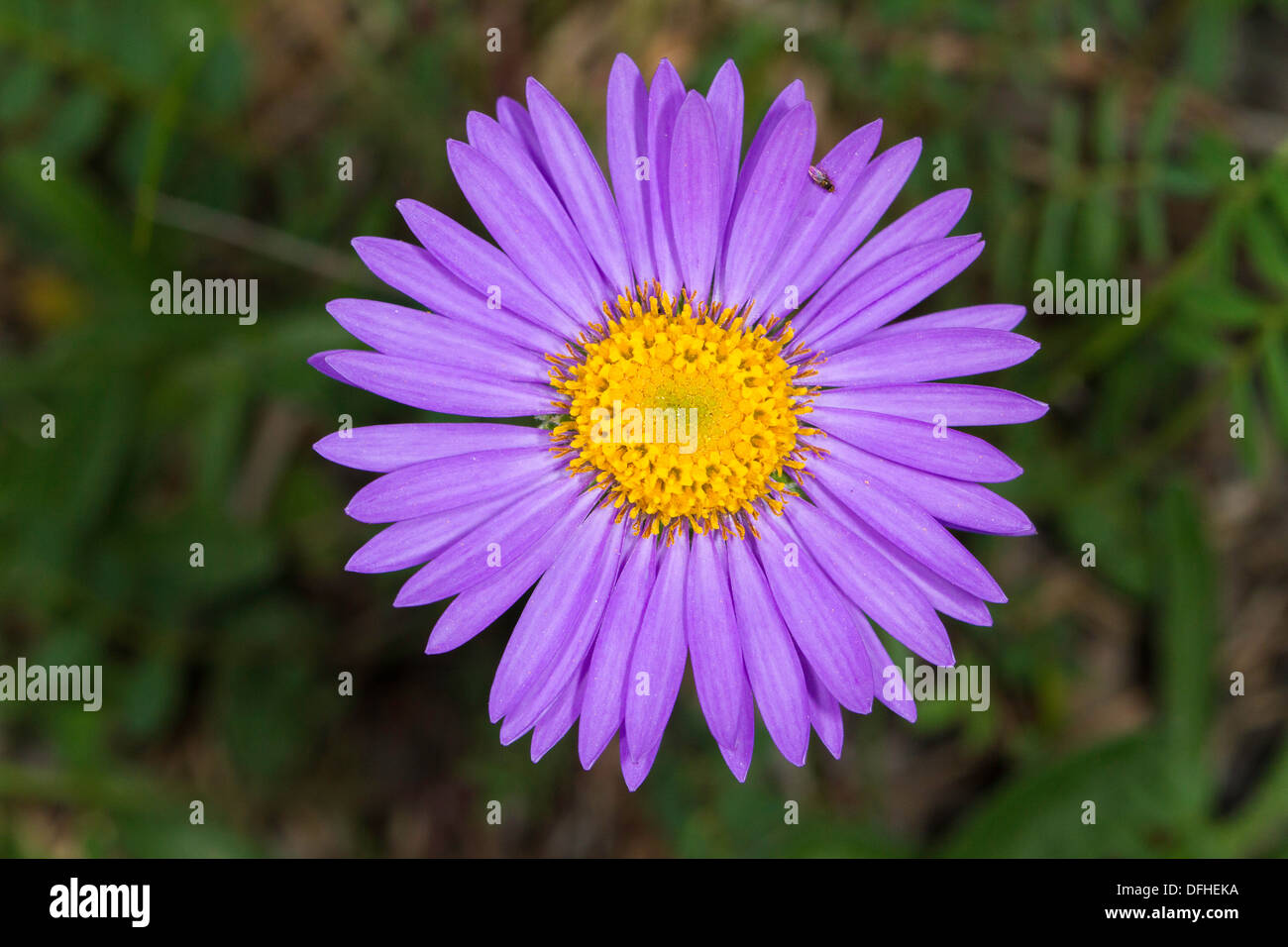 Alpine Aster (Aster alpinus Stock Photo - Alamy