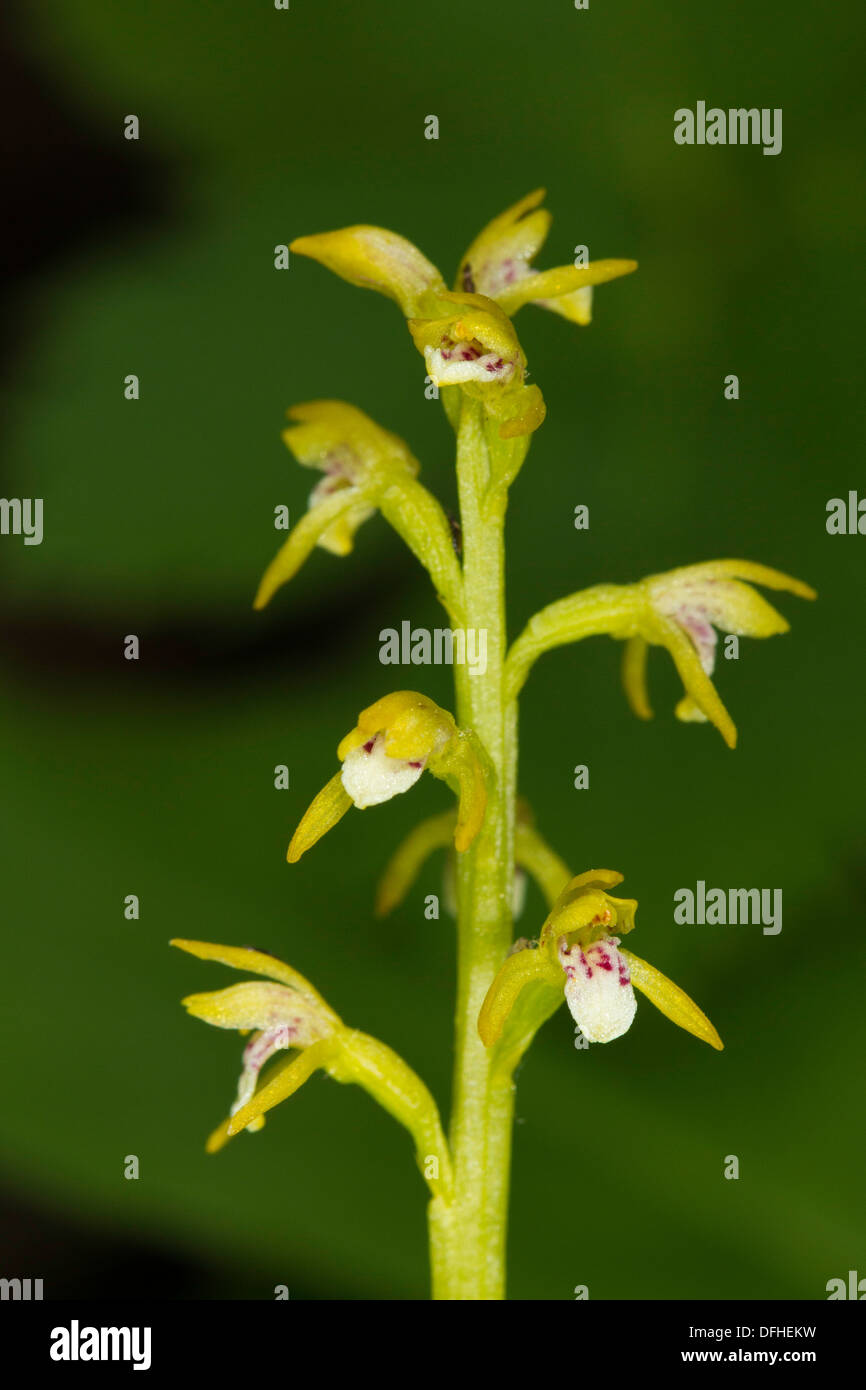Corallorhiza orchidaceae hi-res stock photography and images - Alamy