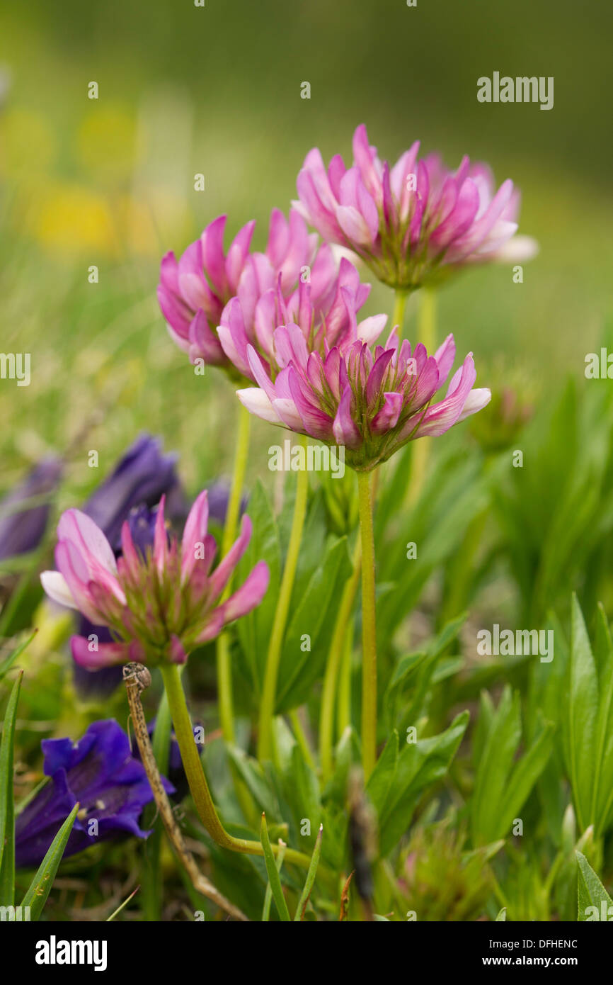 Alpine Clover (Trifolium alpinum Stock Photo - Alamy