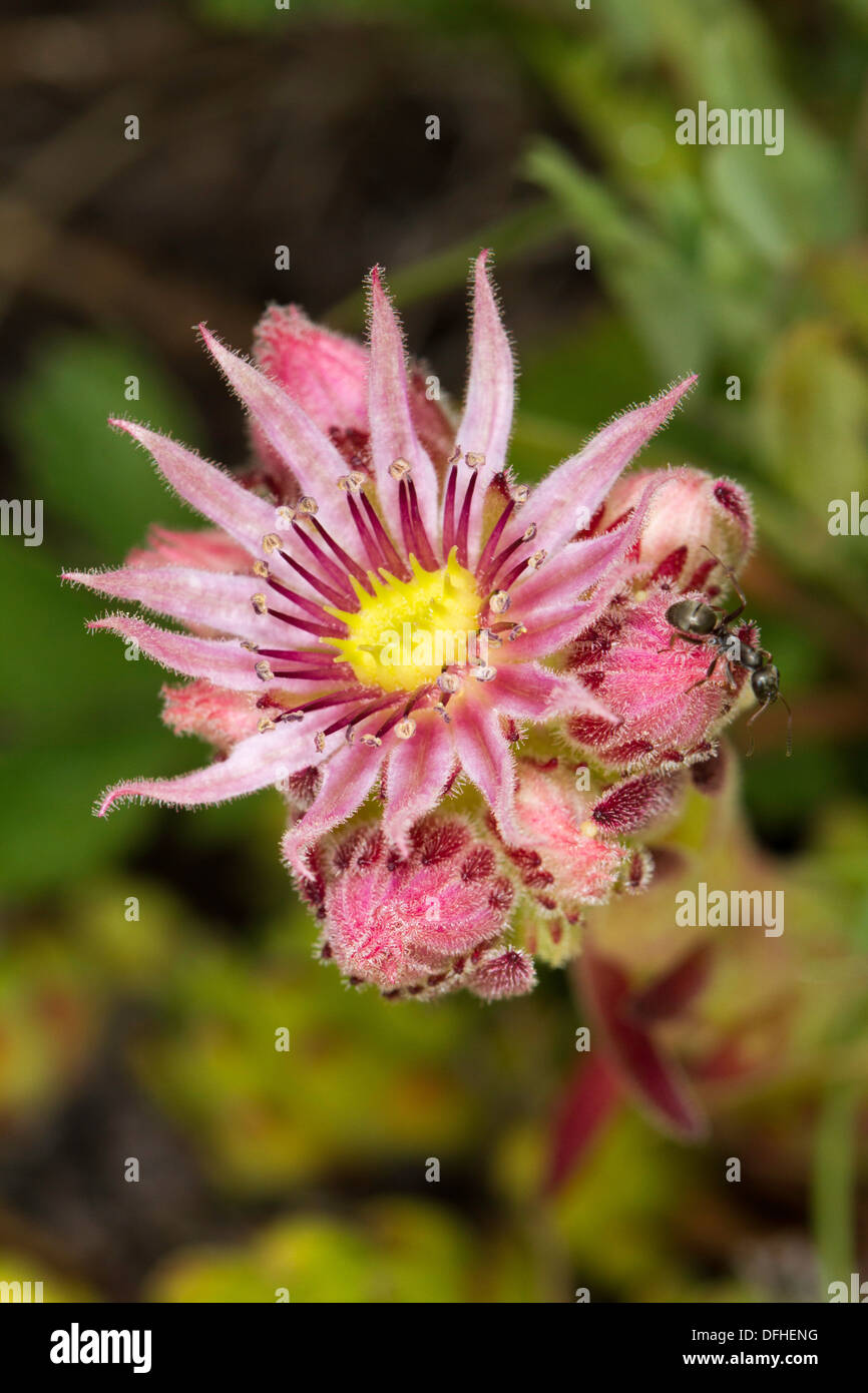 Common Houseleek (Sempervivum tectorum) flower Stock Photo - Alamy