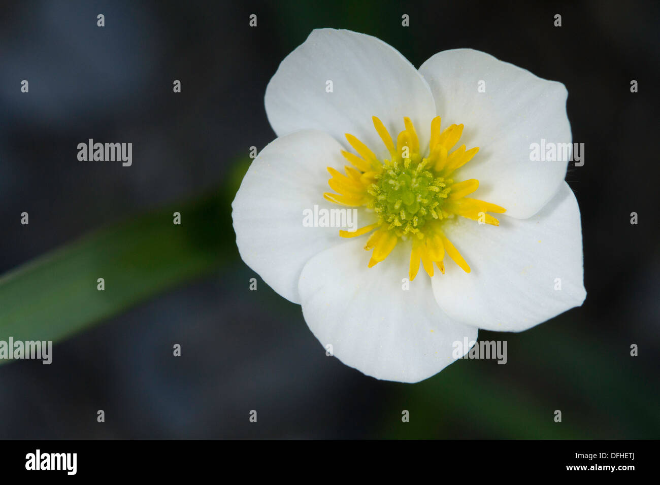 Pyrenean Buttercup (Ranunculus pyrenaeus) flower Stock Photo - Alamy