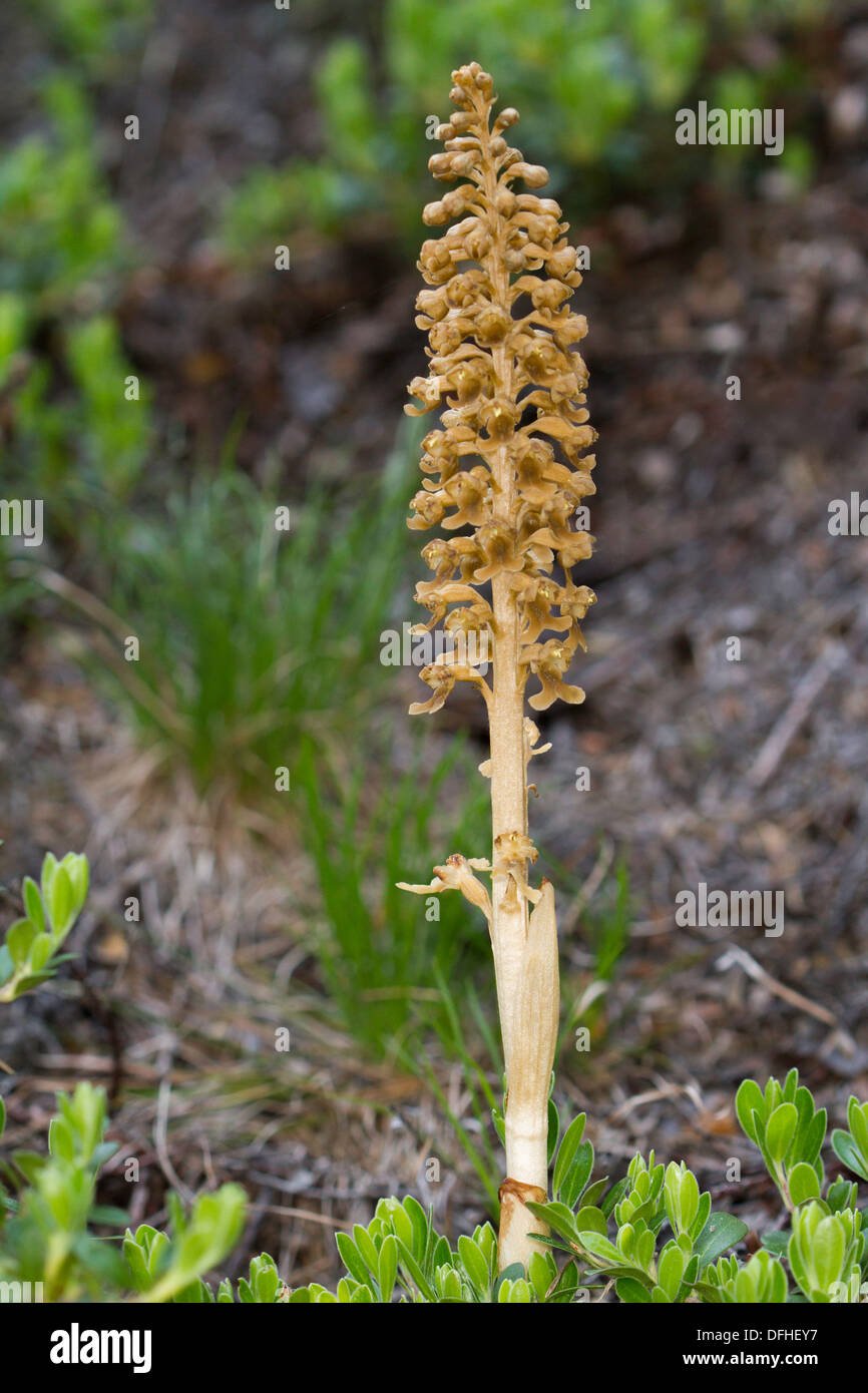 Neottia nidus avis hi-res stock photography and images - Alamy