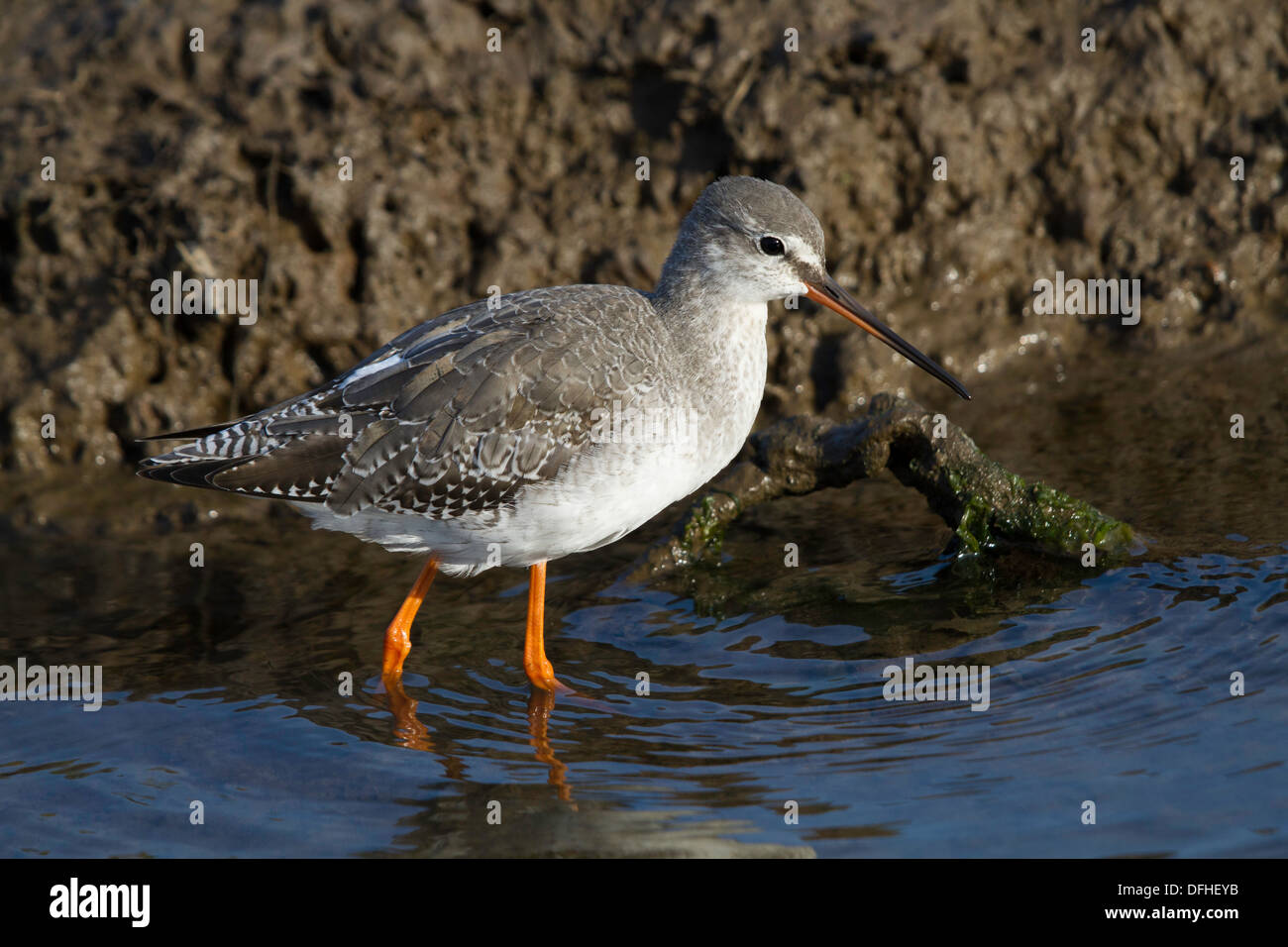 Spotted Redshank High Resolution Stock Photography and Images - Alamy