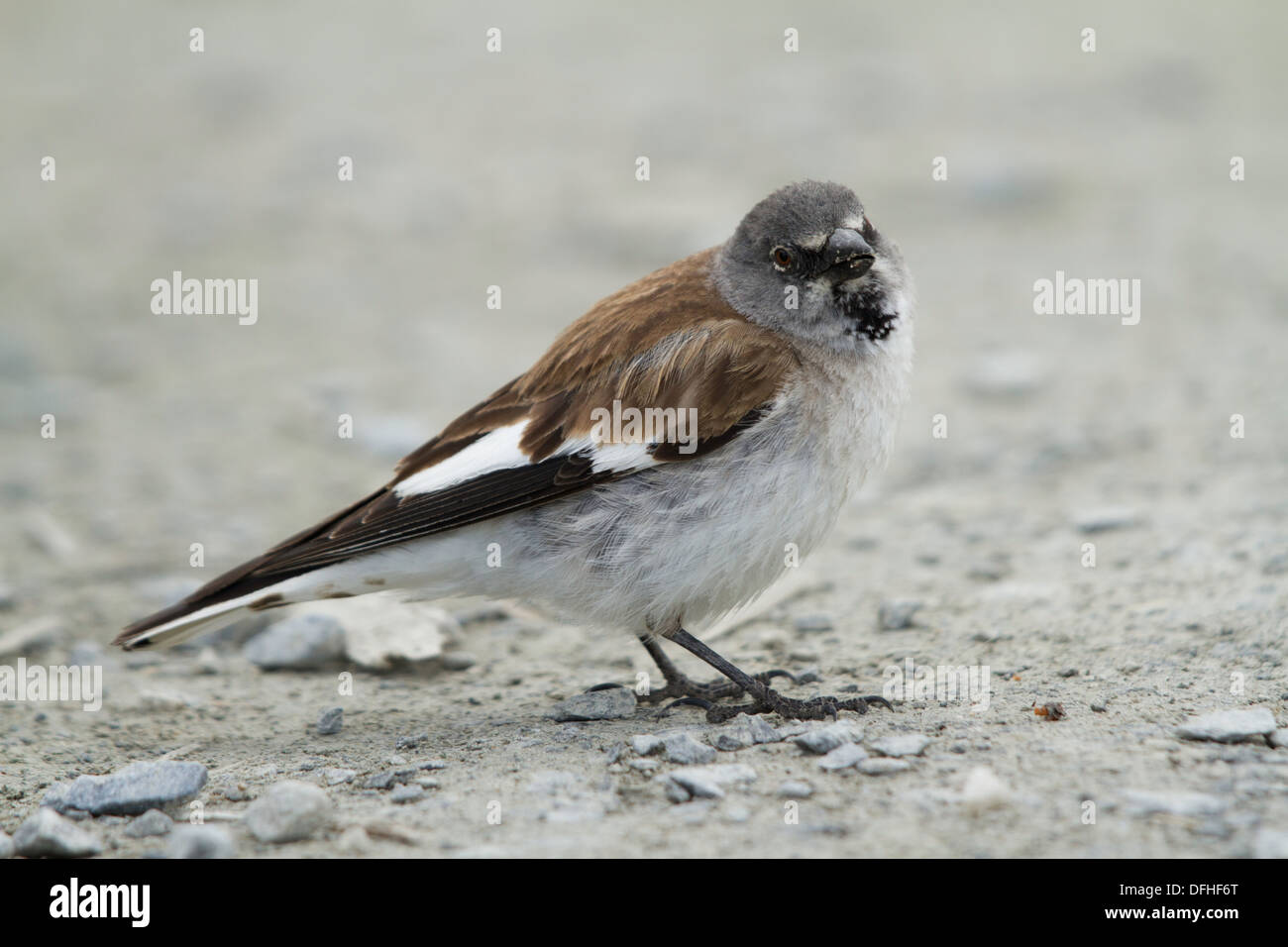 White winged snowfinch hi-res stock photography and images - Alamy