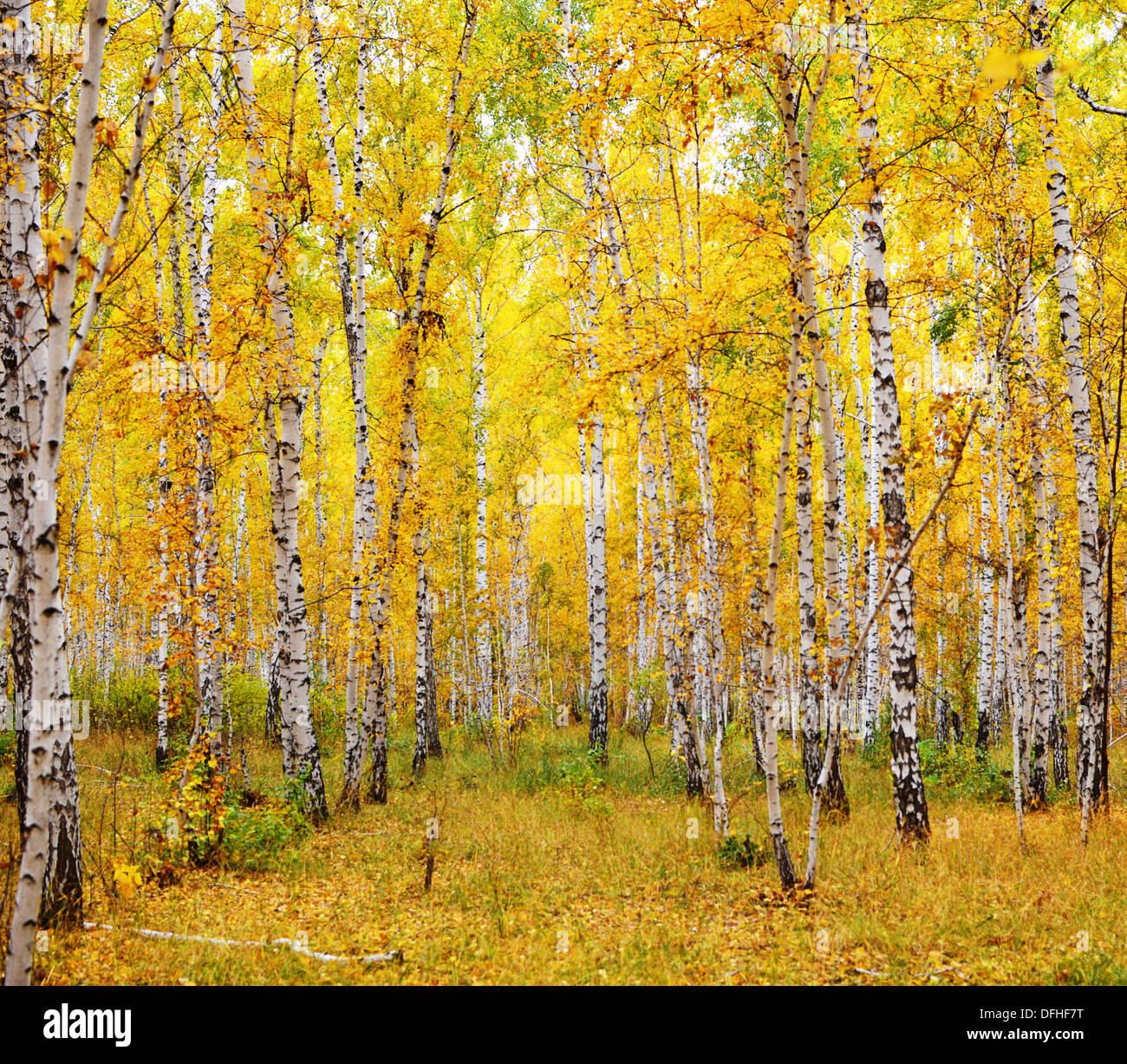 autumn birch forest Stock Photo - Alamy