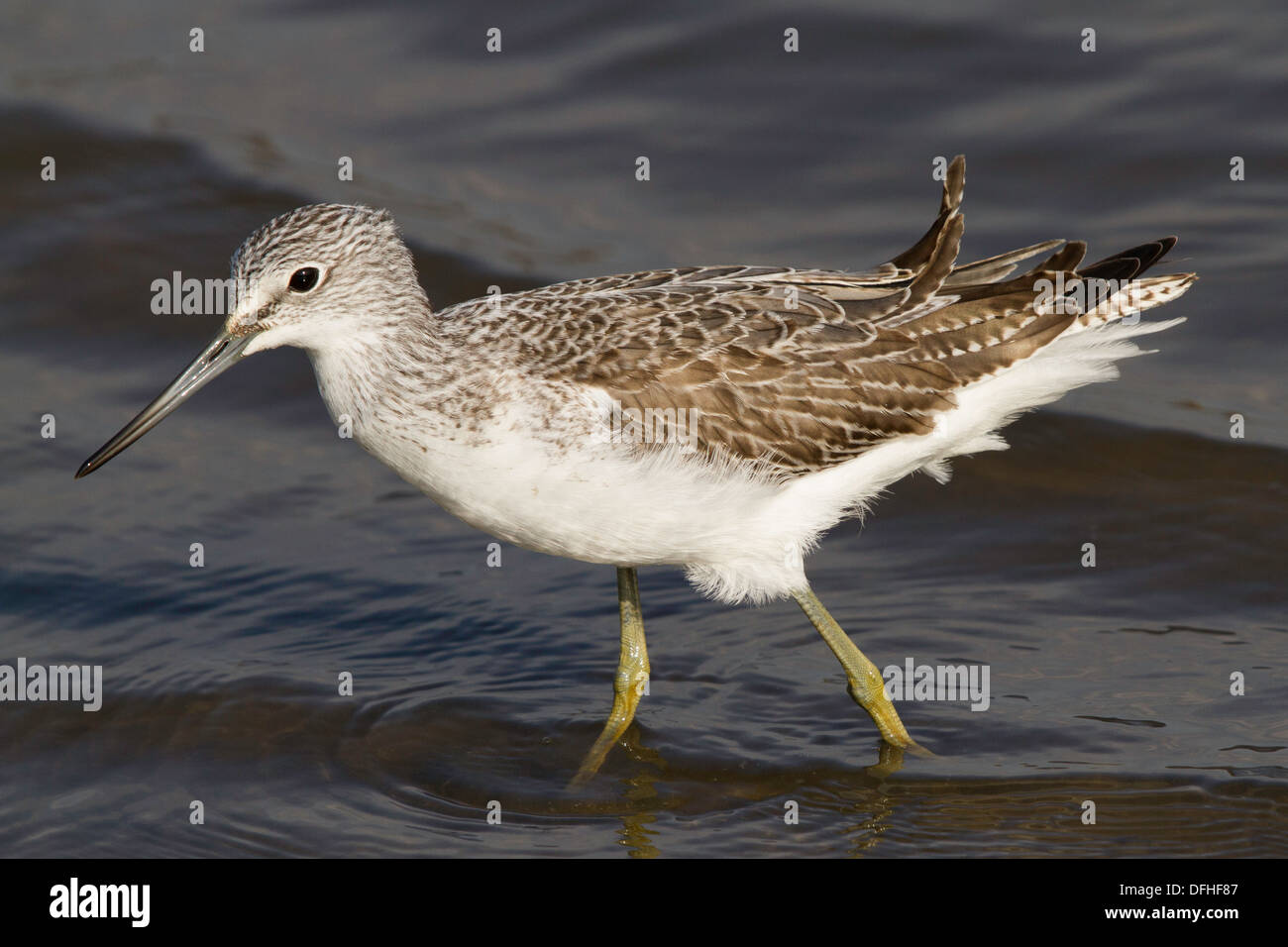 Common Greenshank (Tringa nebularia Stock Photo - Alamy