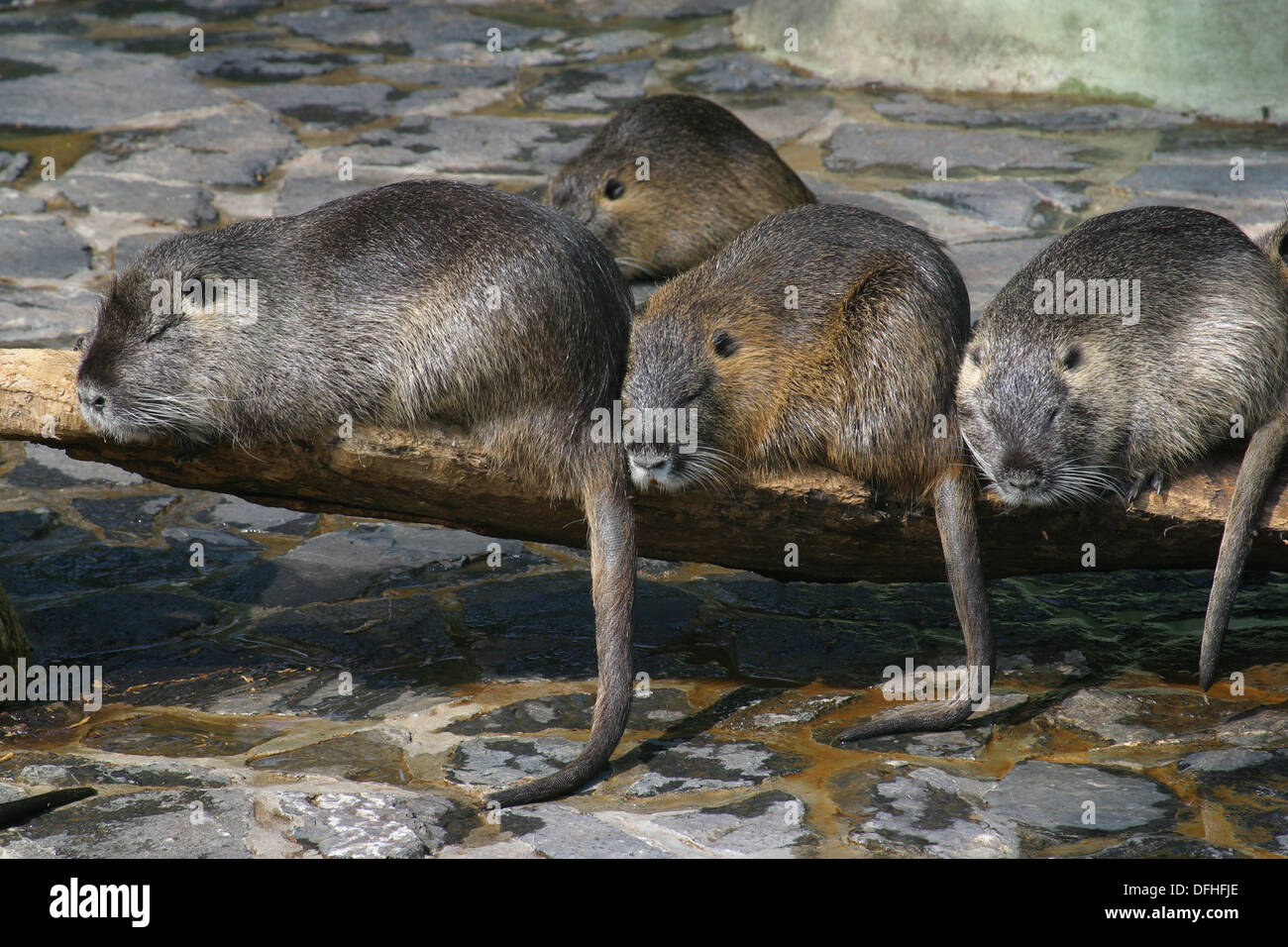 Water dwelling nutrias Stock Photo - Alamy