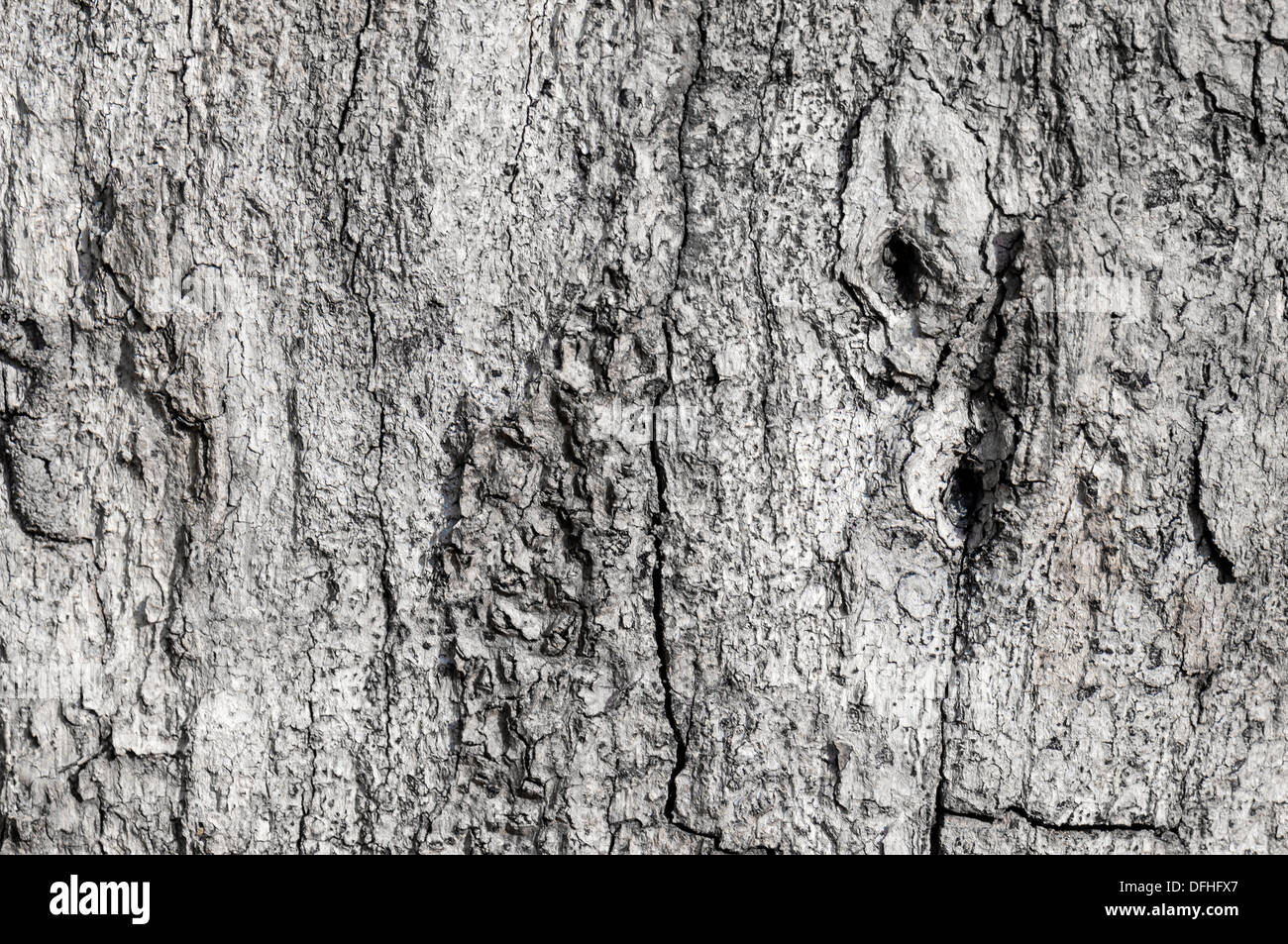 Texture - a bark of an old tree Stock Photo - Alamy