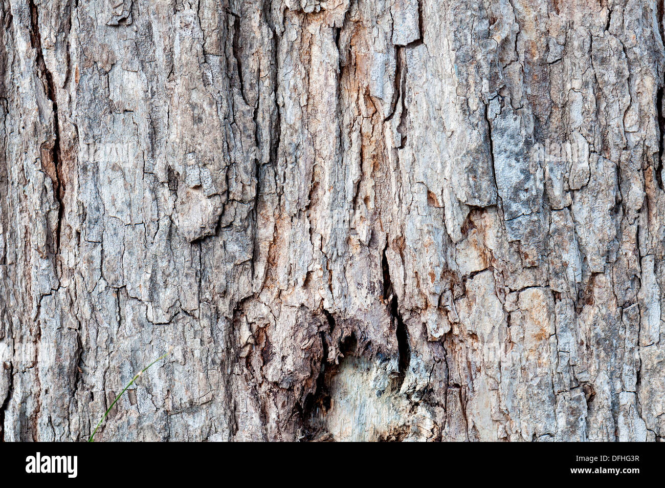Texture - a bark of an old tree Stock Photo - Alamy