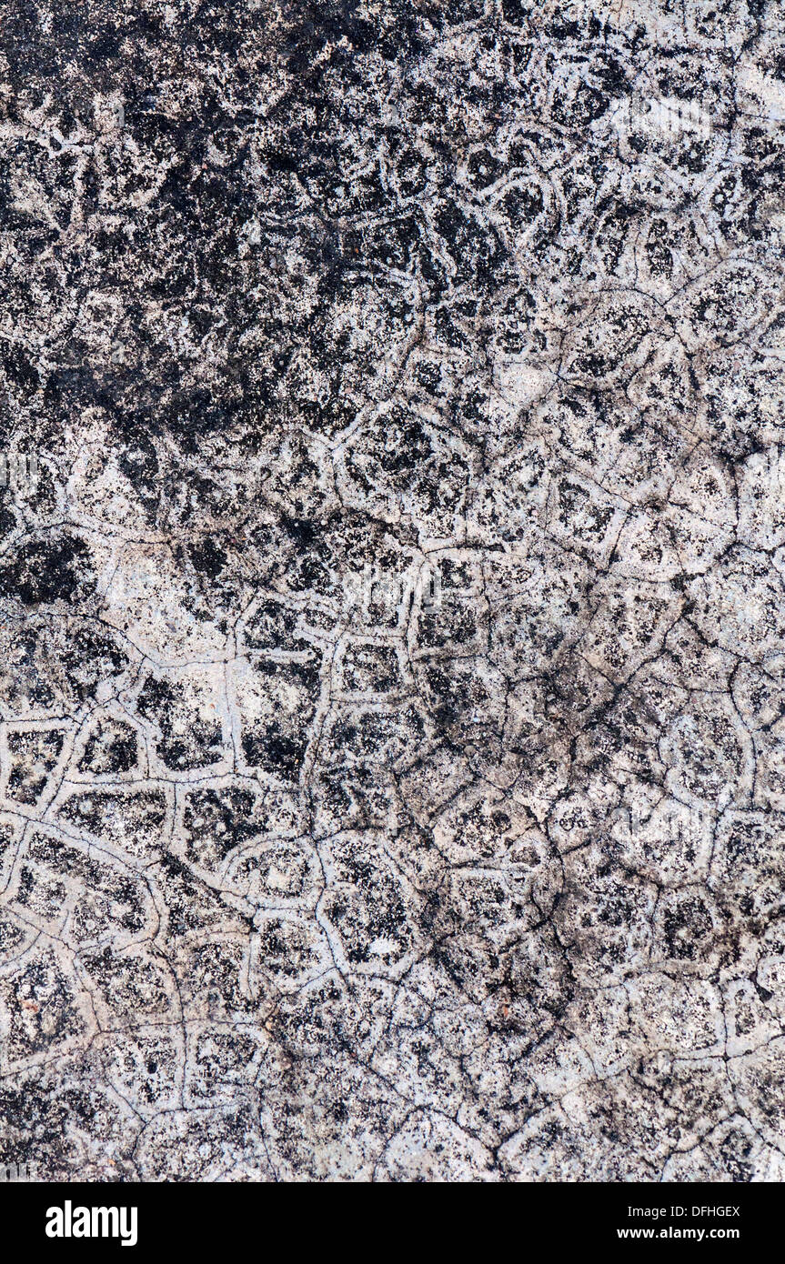 Dirt Background with die moss Stock Photo - Alamy