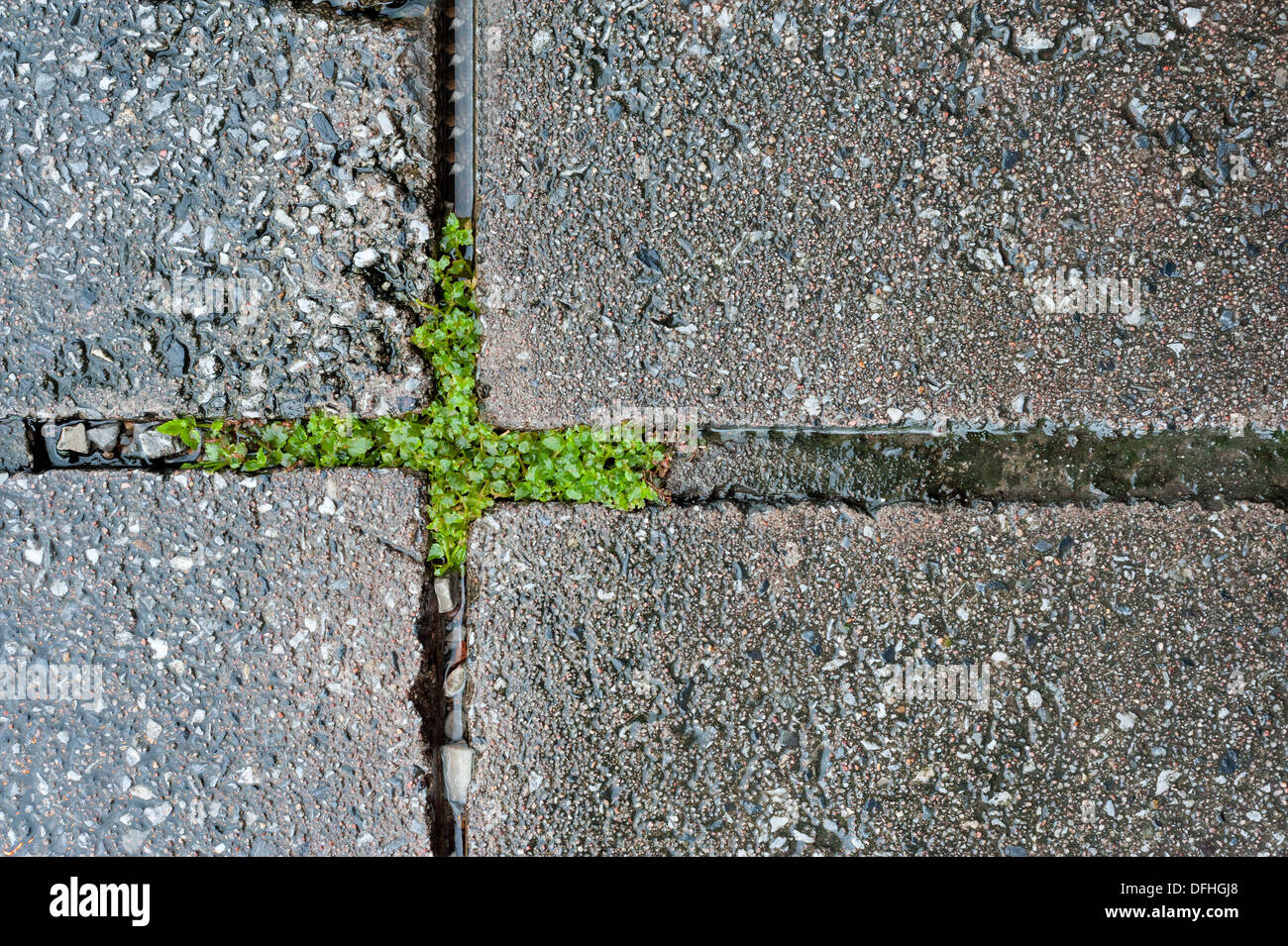 Dirt Background with die moss Stock Photo - Alamy
