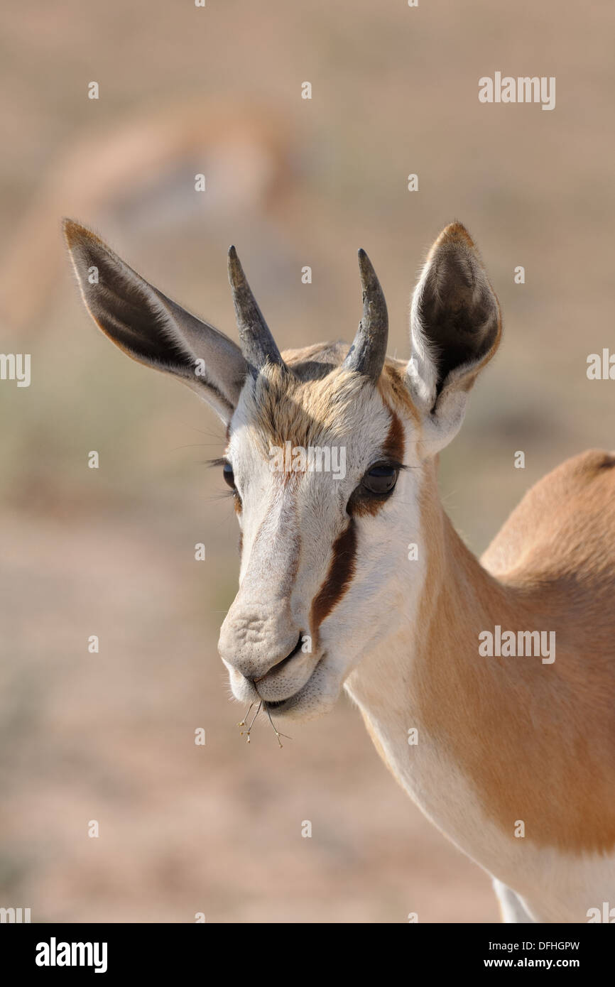 Springbok south africa flowers hi-res stock photography and images - Alamy