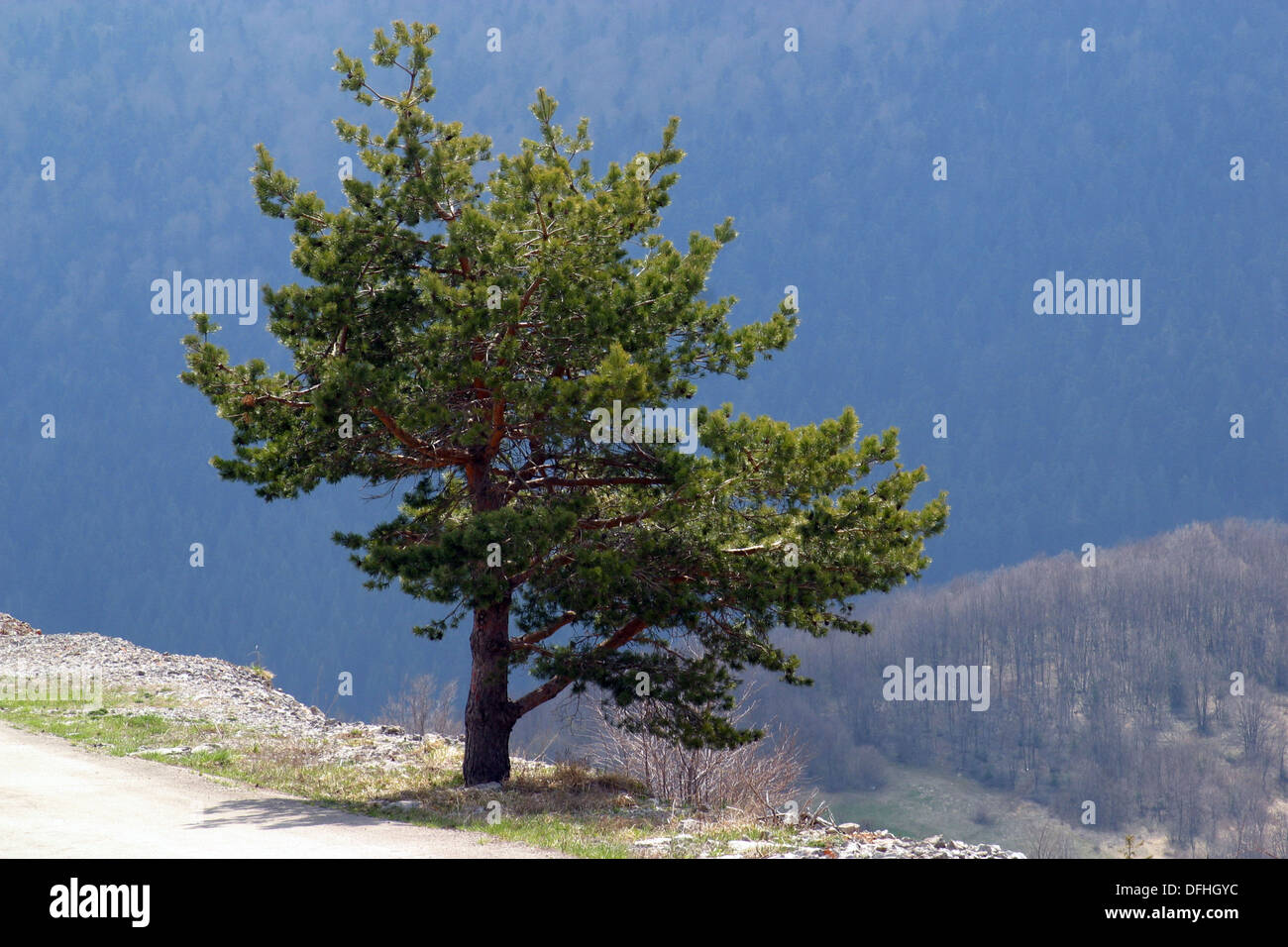 A tree stand alone Stock Photo - Alamy