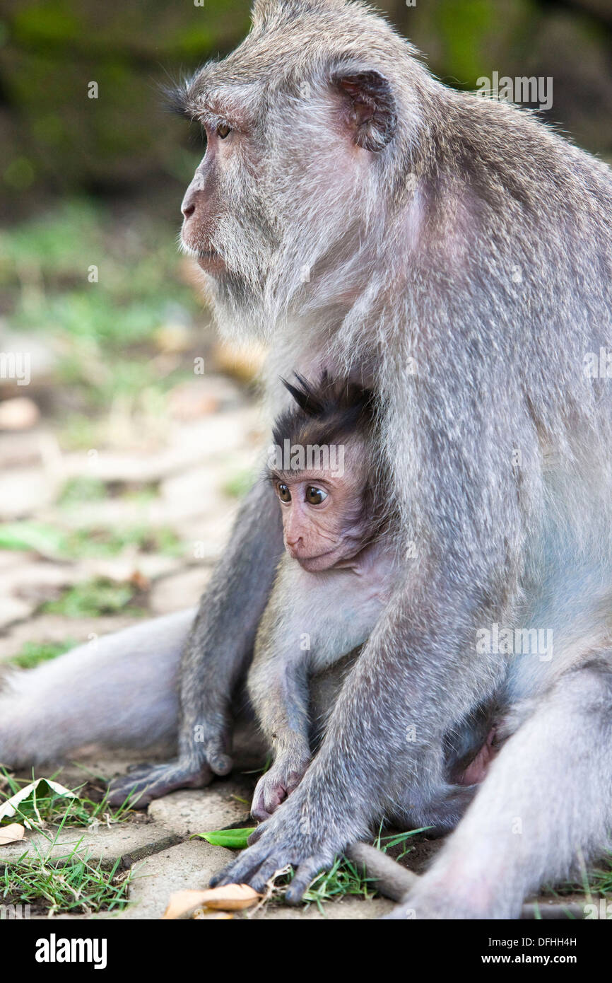 Bali monkey forrest hi-res stock photography and images - Alamy