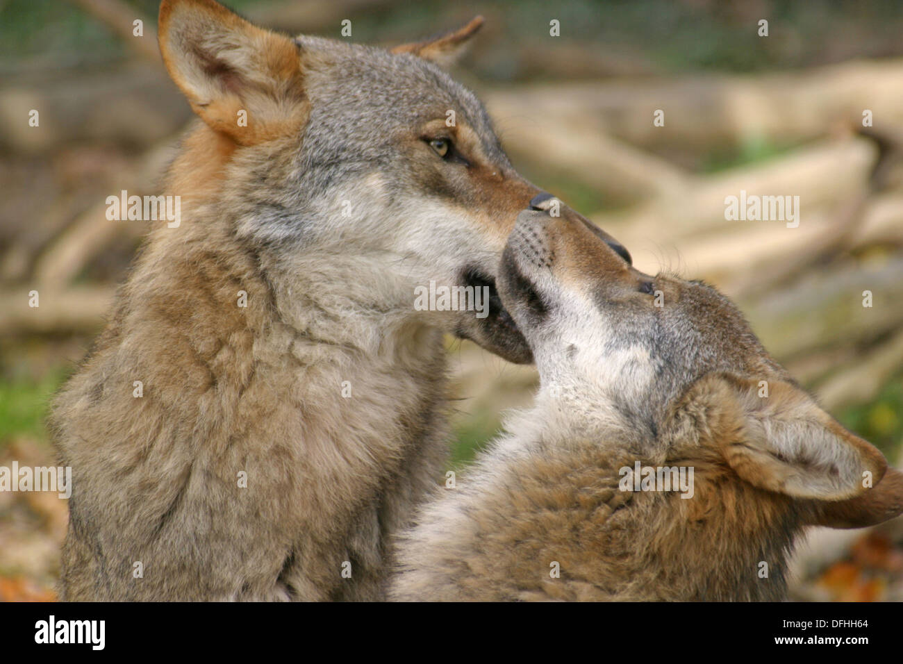 Hungry wolves hi-res stock photography and images - Alamy