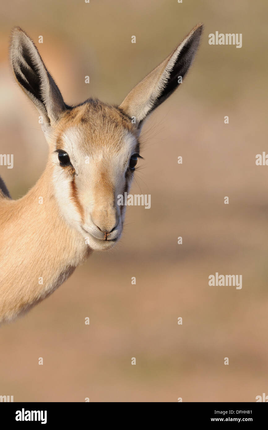 Springbok face hi-res stock photography and images - Alamy