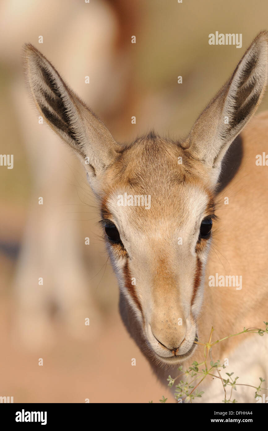 Springbok eating hi-res stock photography and images - Alamy