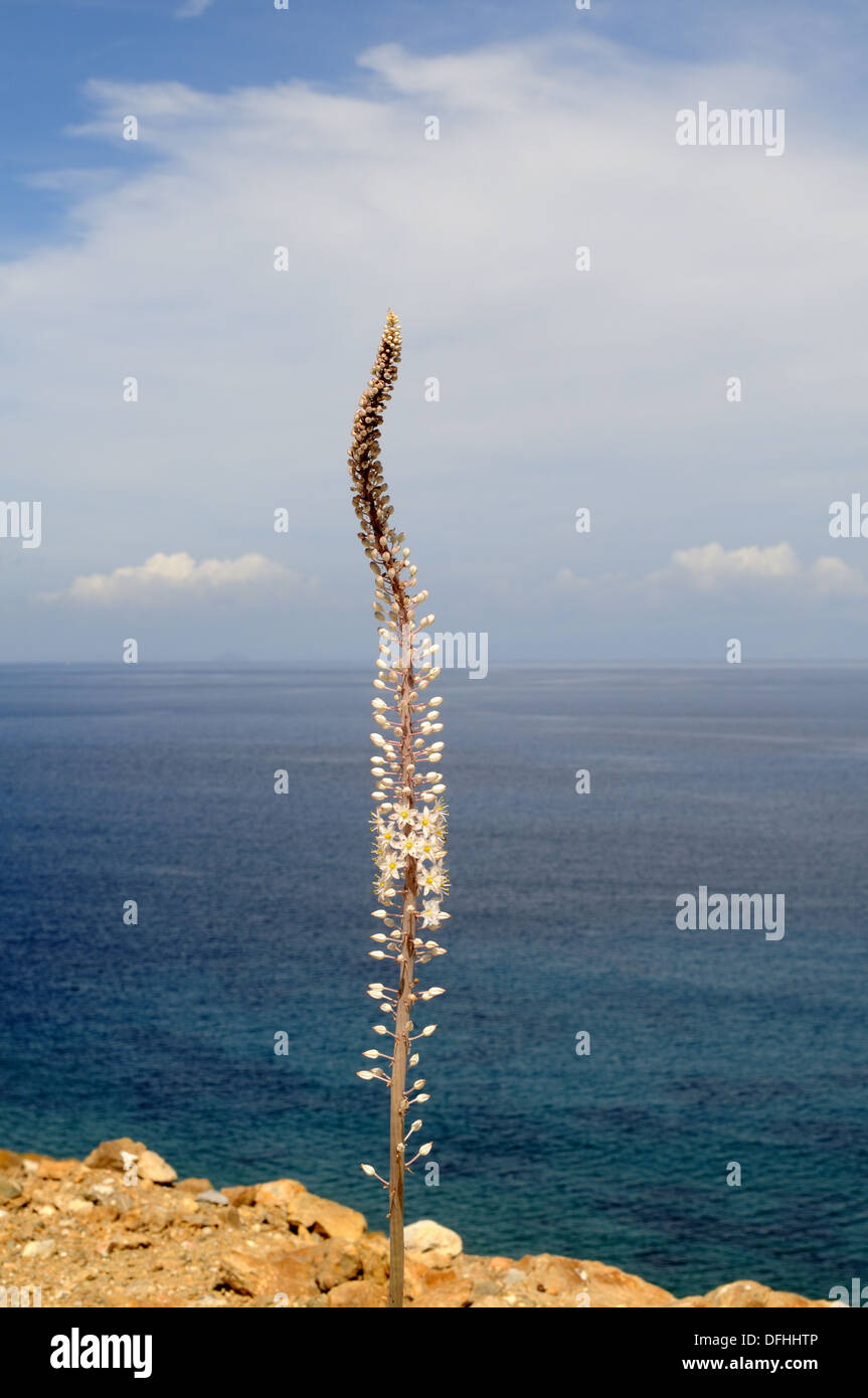 Sea Squill Urginea maritime flower against blue a and sky Tilos Grece ...