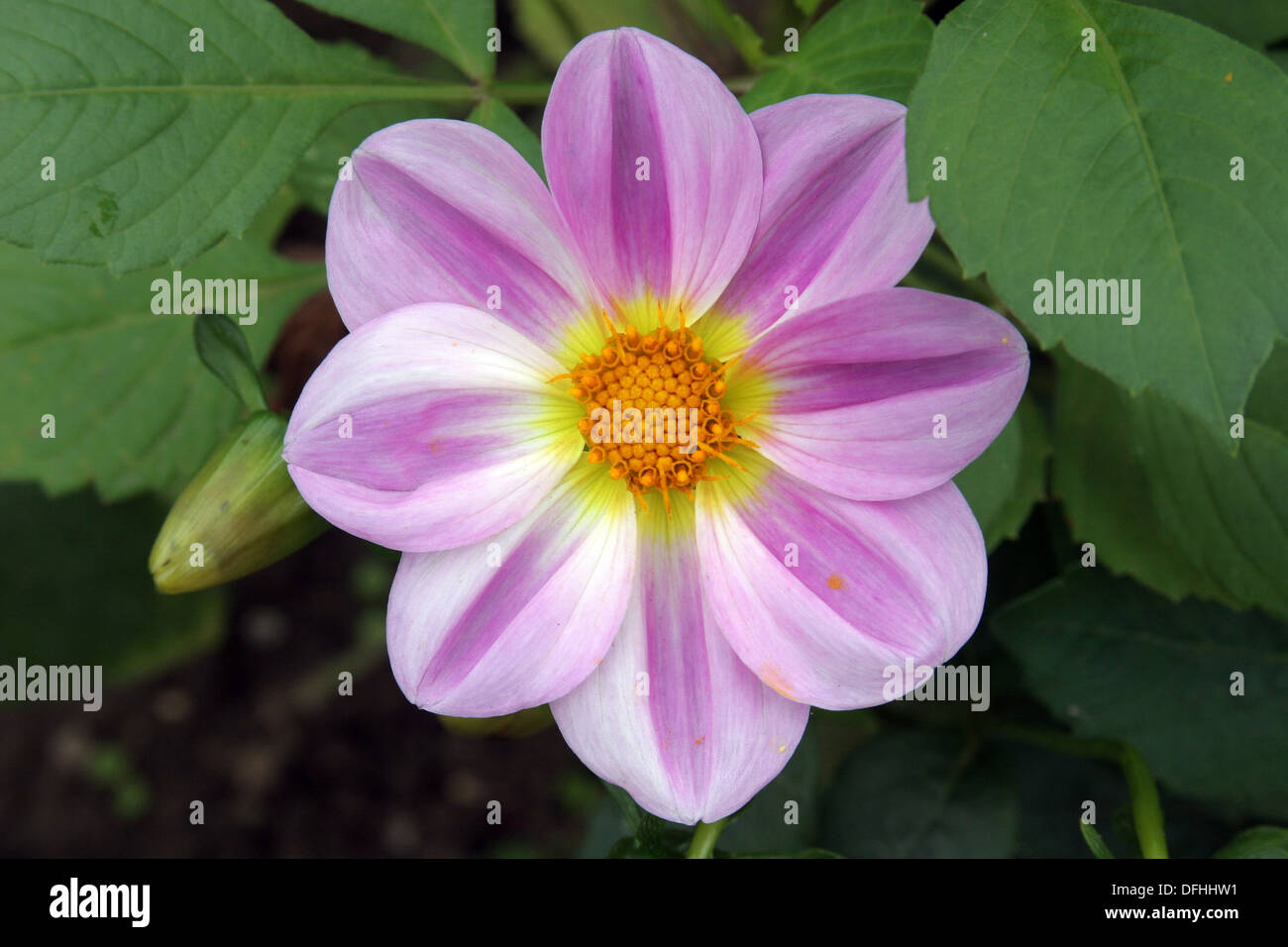 Excellent flower hi-res stock photography and images - Alamy