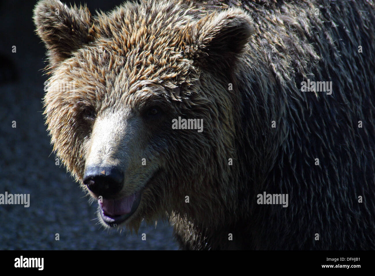 Beast hunts hi-res stock photography and images - Alamy