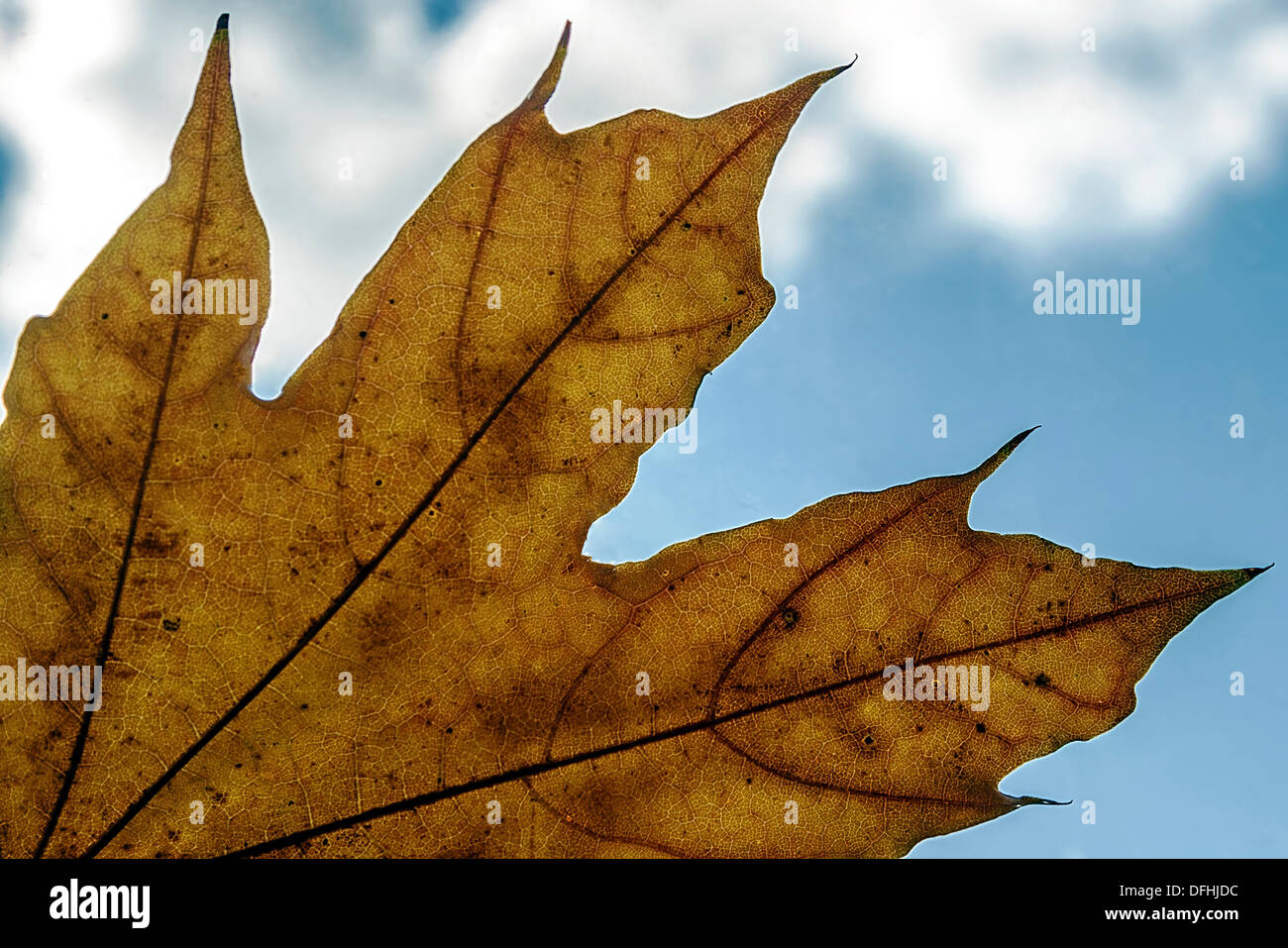 Leaf rust hi-res stock photography and images - Alamy