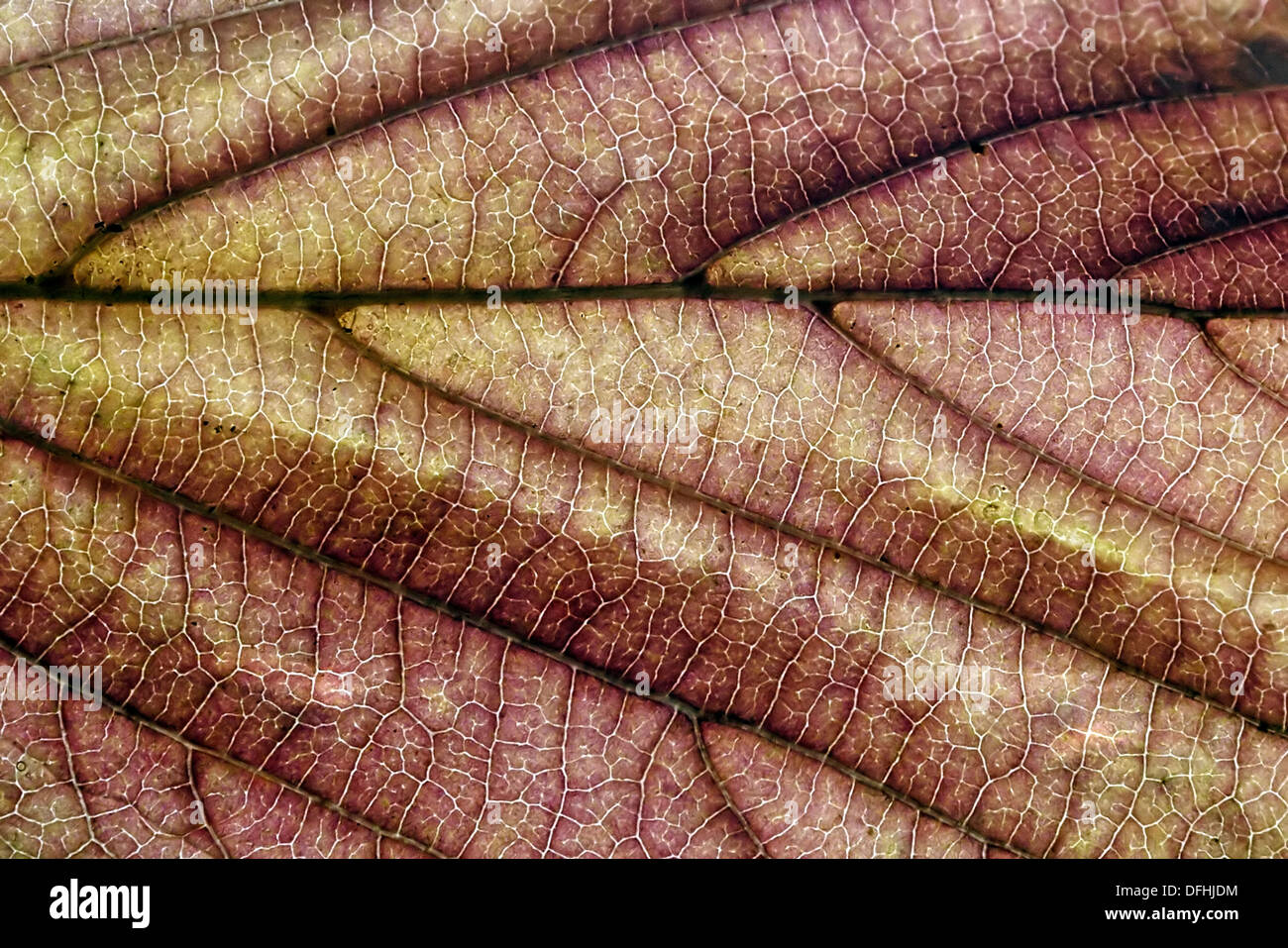 Large leaf rough texture hi-res stock photography and images - Alamy