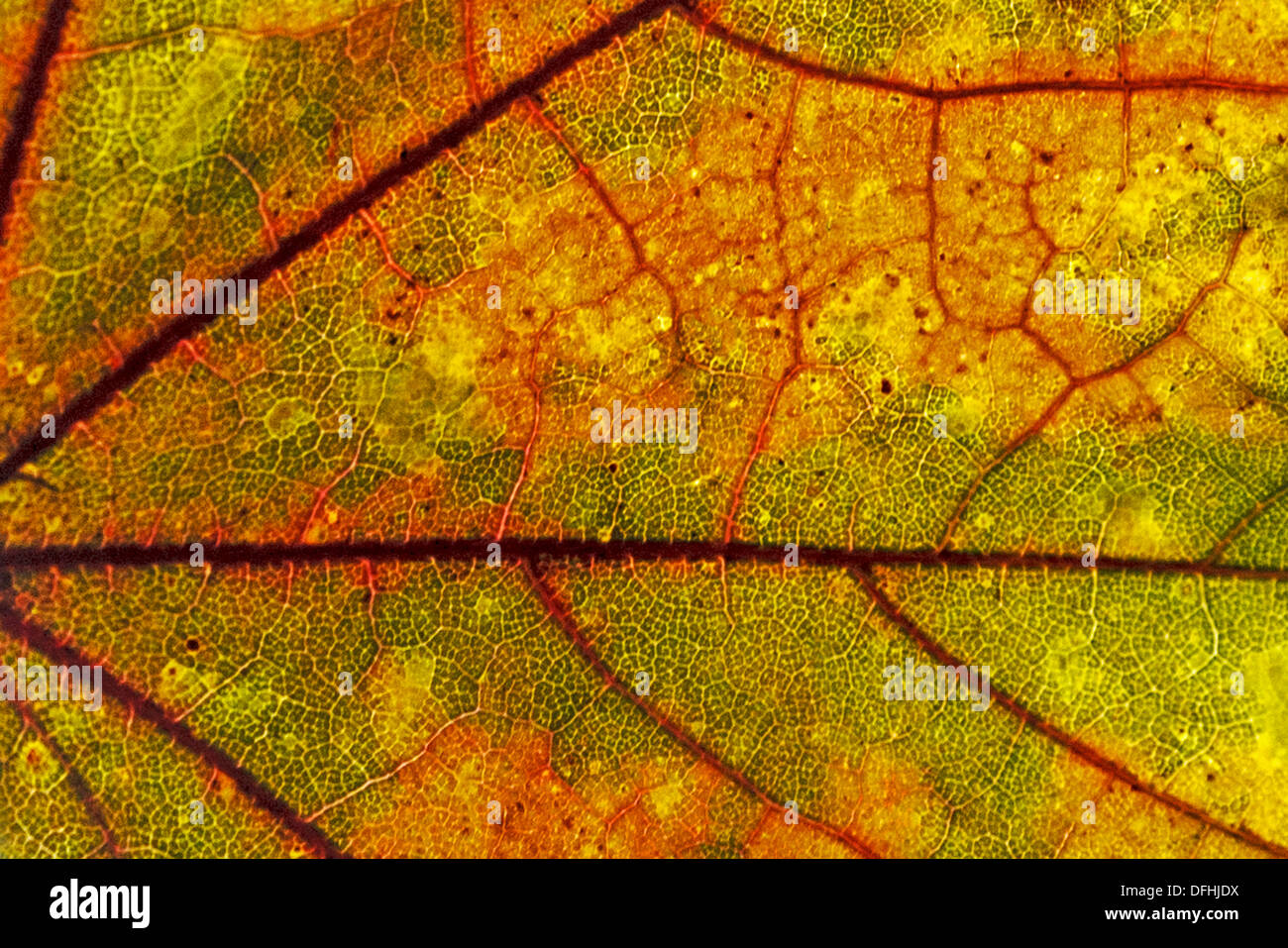 Colorful background and texture of autumn leaf Stock Photo - Alamy