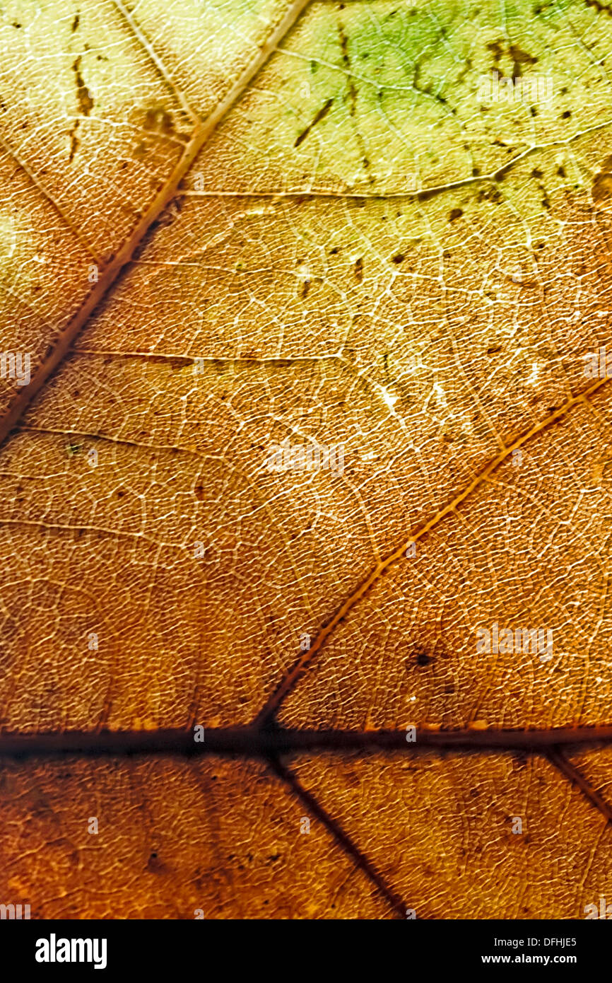 Large leaf rough texture hi-res stock photography and images - Alamy