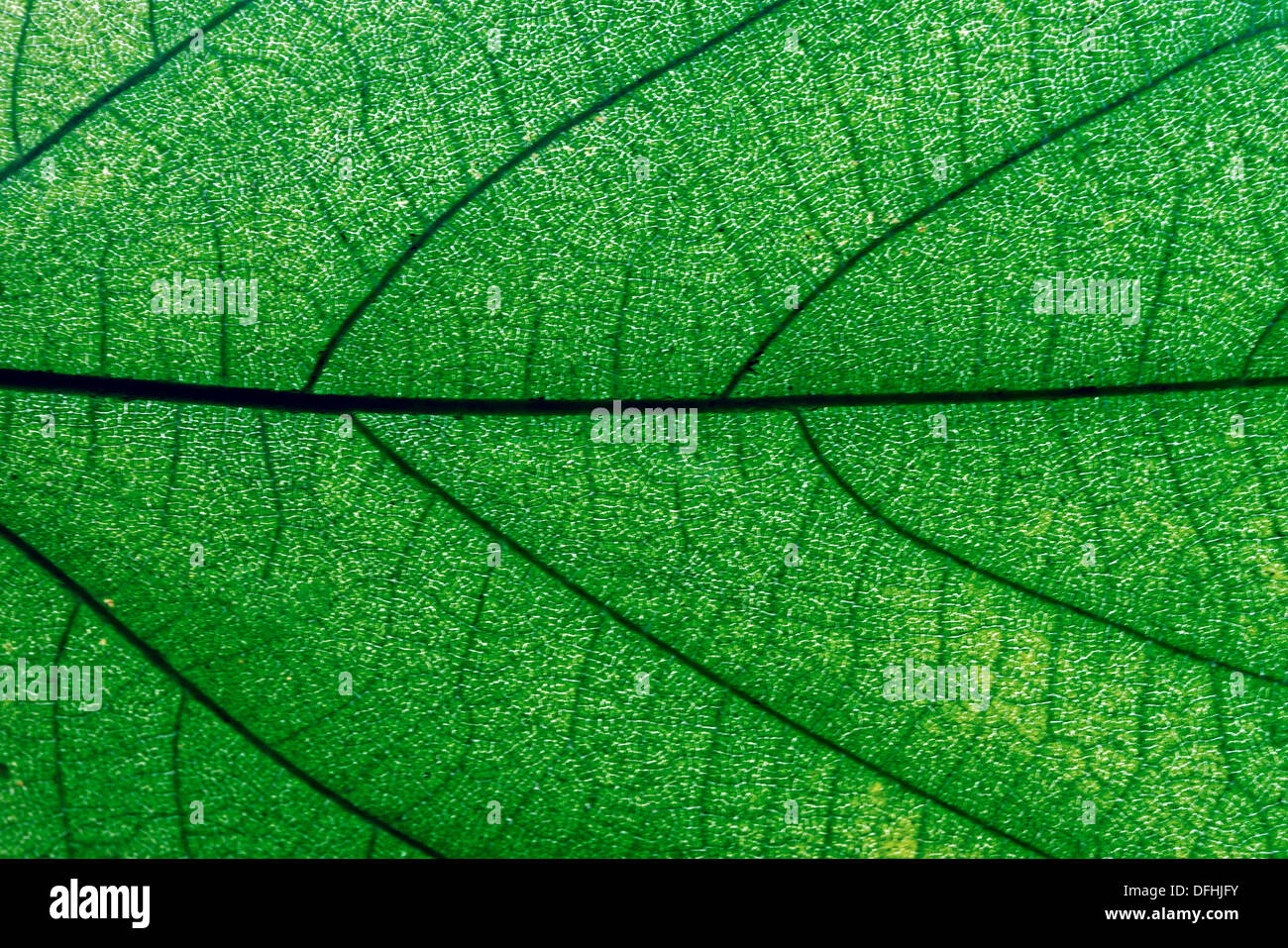 Large leaf rough texture hi-res stock photography and images - Alamy