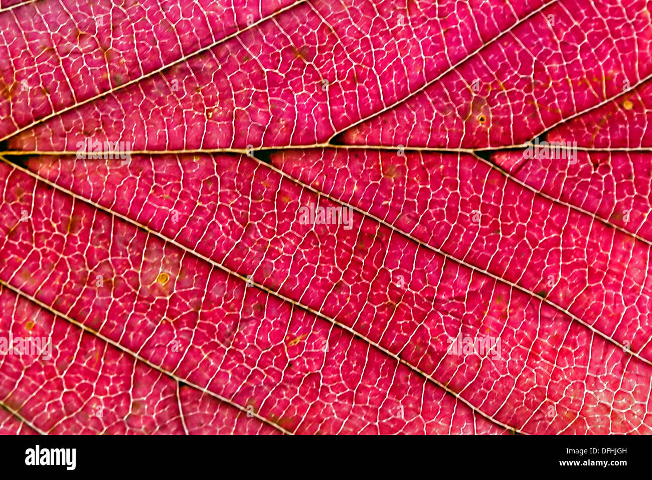 Large leaf rough texture hi-res stock photography and images - Alamy