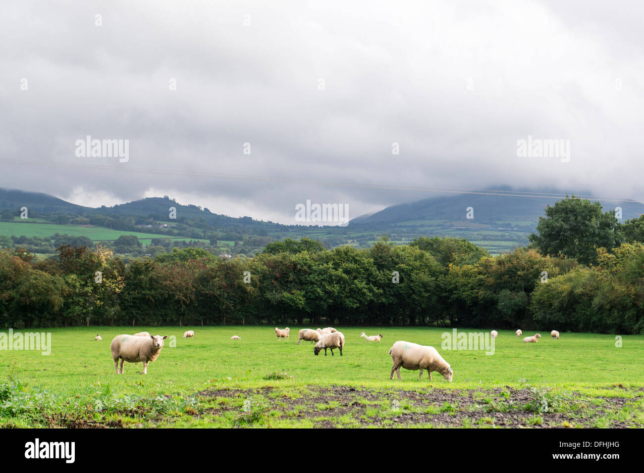 Sheep field background hi-res stock photography and images - Alamy