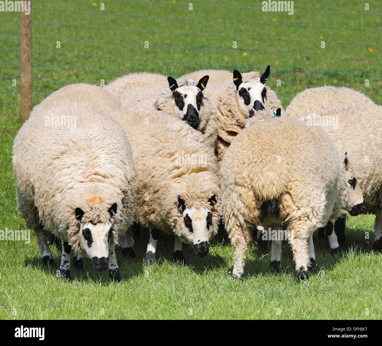 Beulah sheep hi-res stock photography and images - Alamy