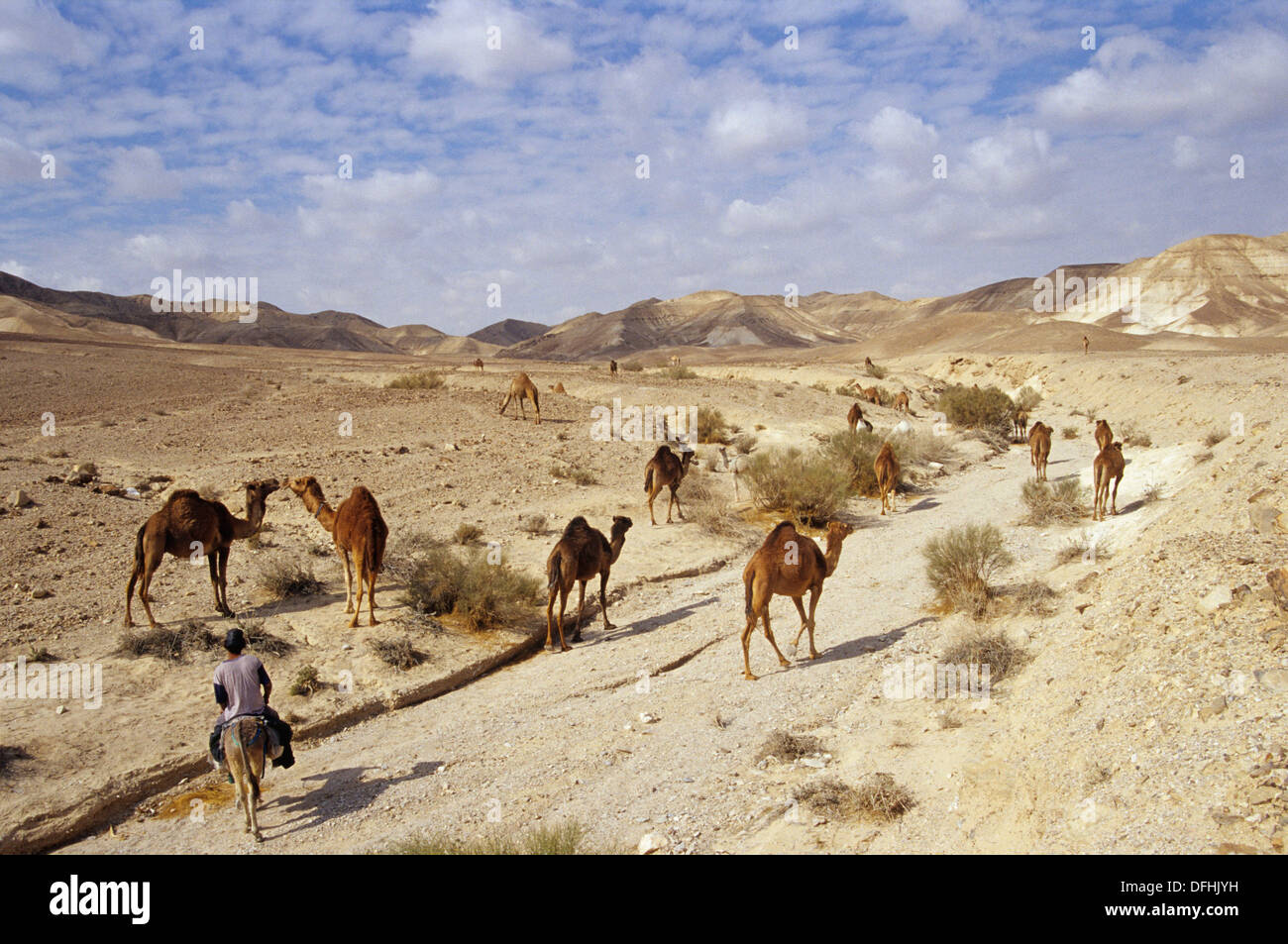 Camel riding israel hi-res stock photography and images - Alamy