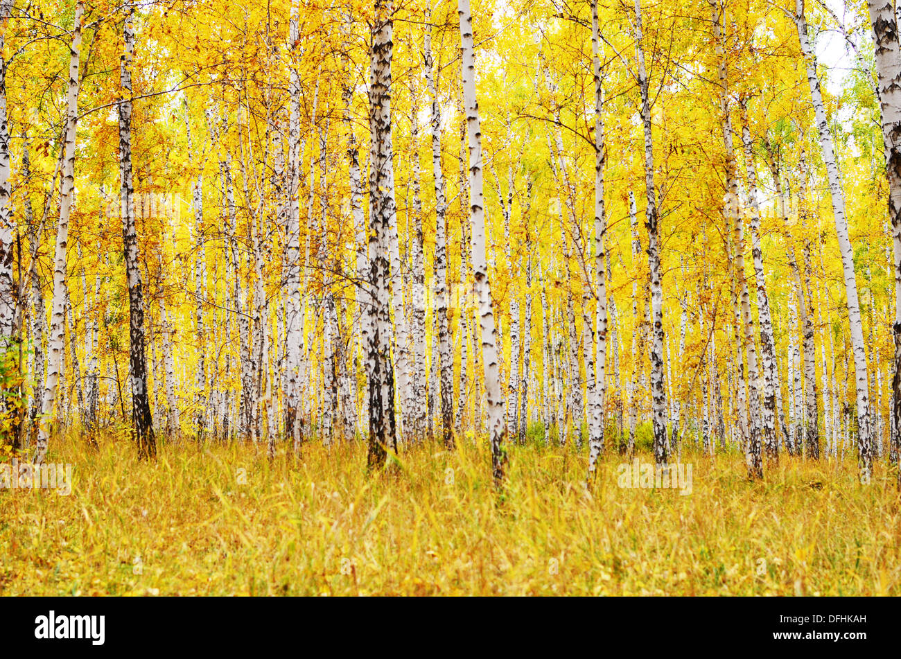 birch autumn forest Stock Photo - Alamy