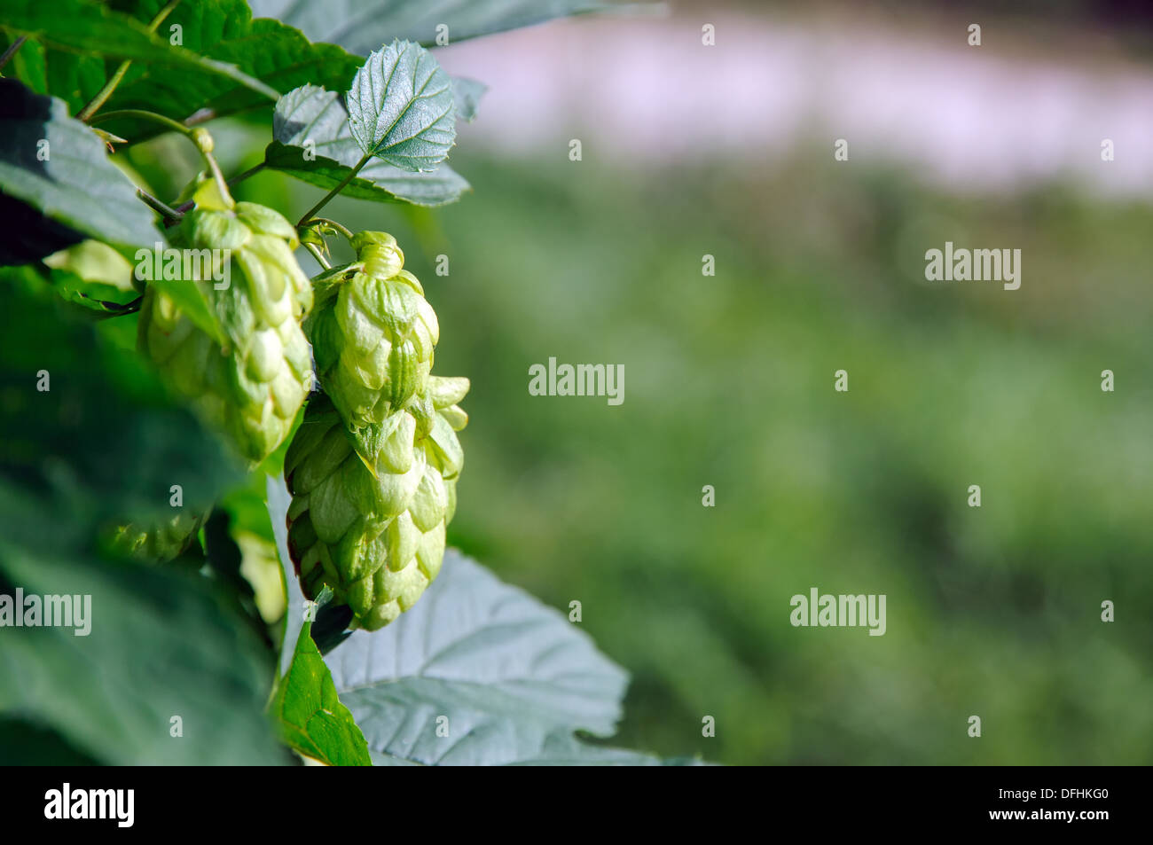 Hop plant with hops flowers Stock Photo - Alamy