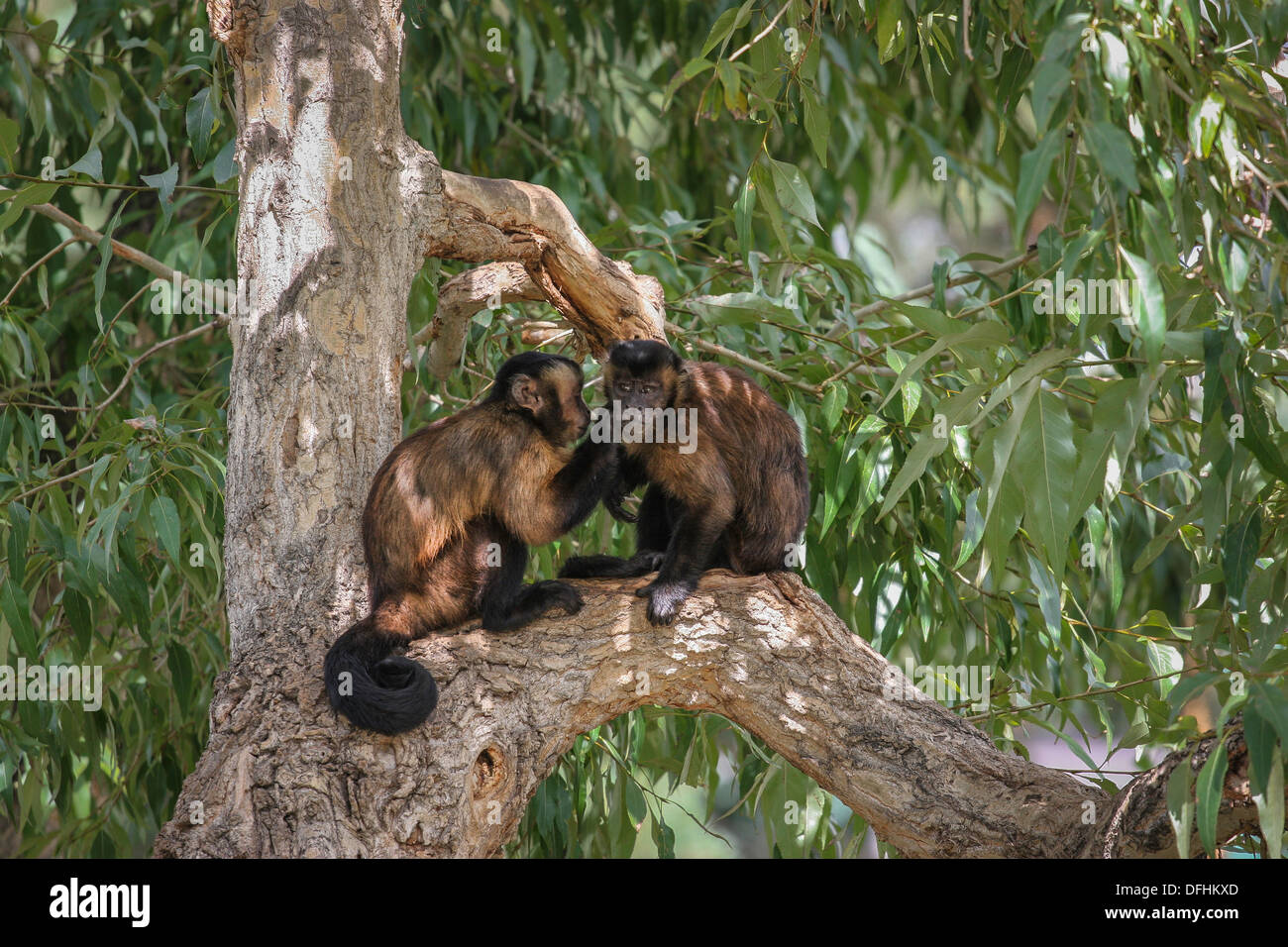 Capuchin monkeys grooming hi-res stock photography and images - Alamy