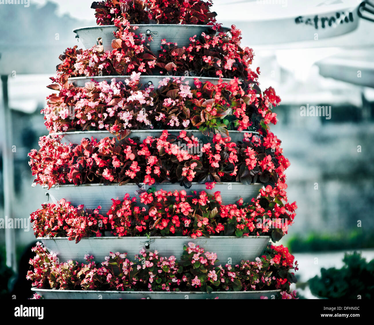 Copper colored flowers hi-res stock photography and images - Alamy