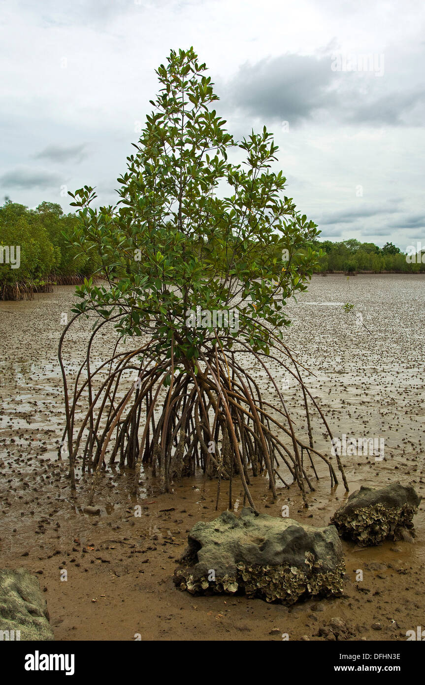 Mangle hi-res stock photography and images - Alamy