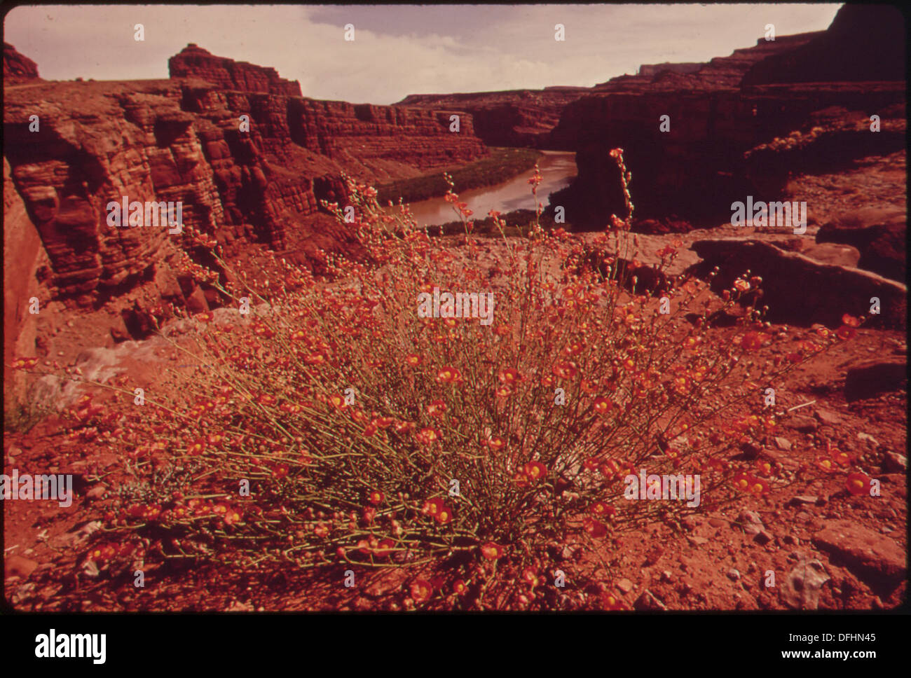 Orange globe mallow wildflowers hi-res stock photography and images - Alamy
