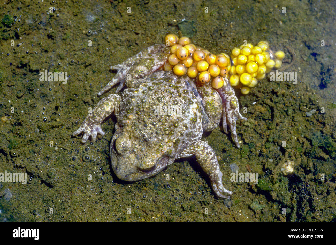 Toad egg string hi-res stock photography and images - Alamy
